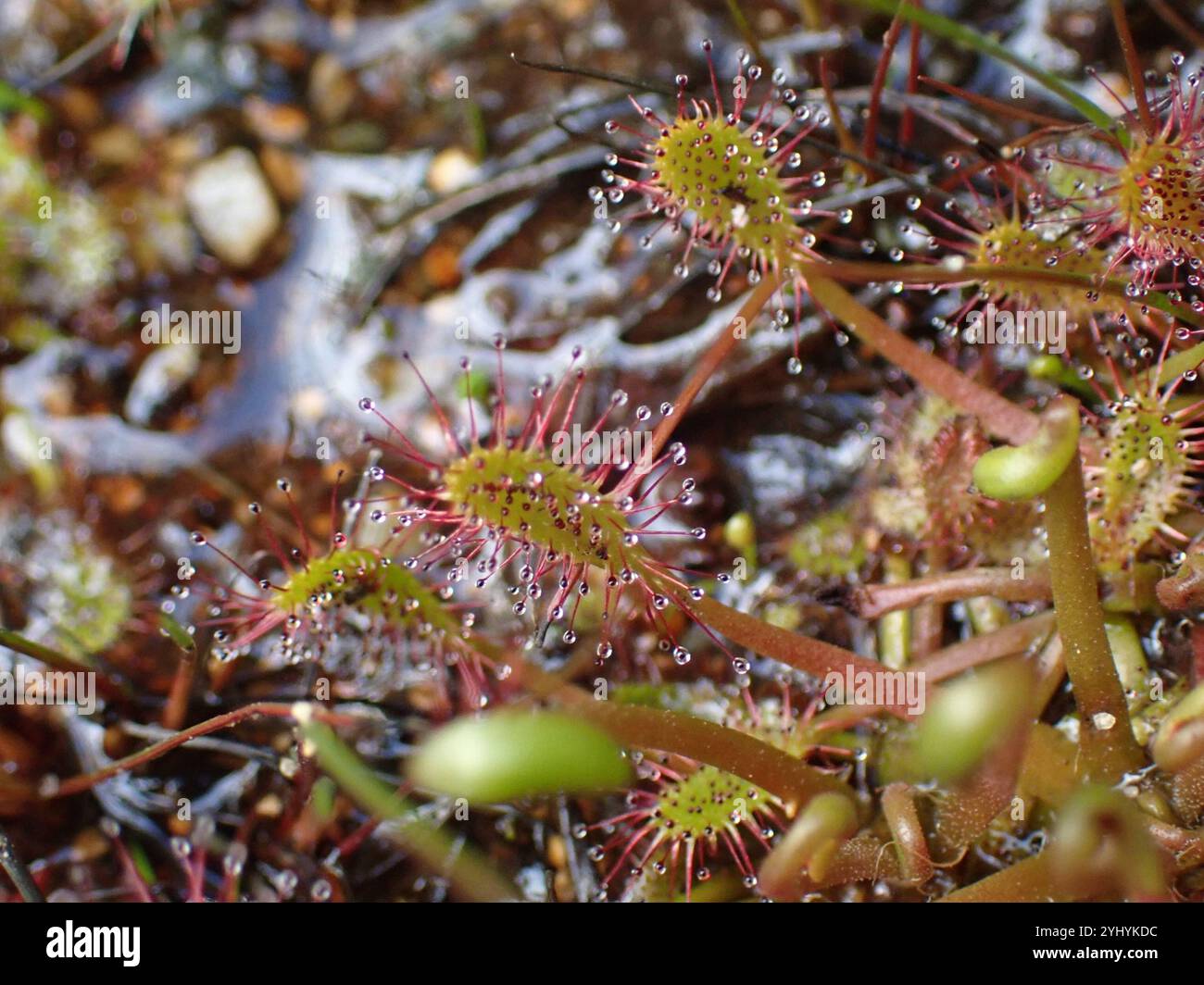 Great Sundew (Drosera anglica Stock Photo - Alamy