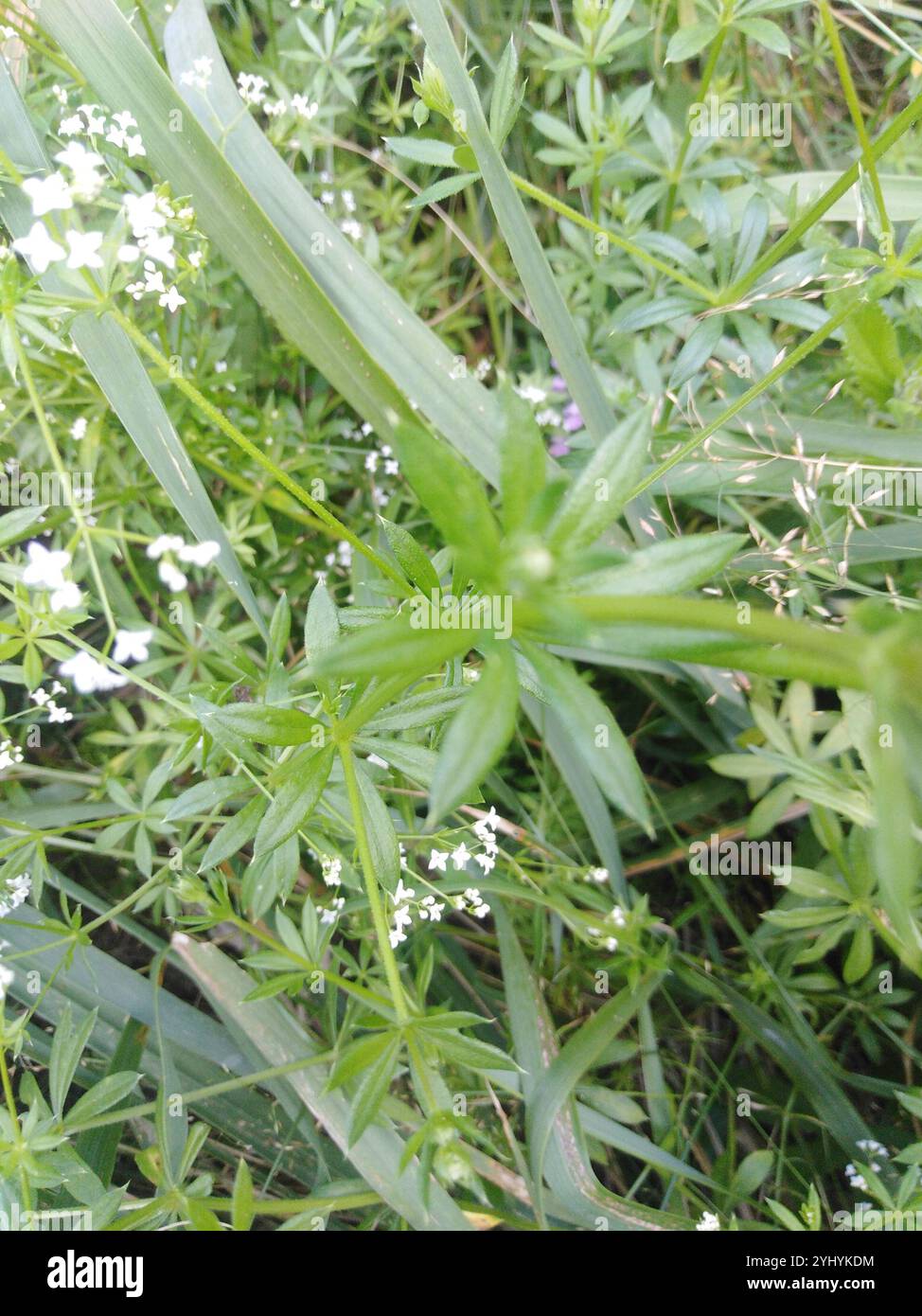 River Bedstraw (Galium rivale Stock Photo - Alamy