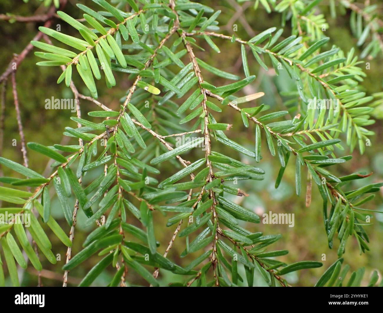 western hemlock (Tsuga heterophylla Stock Photo - Alamy