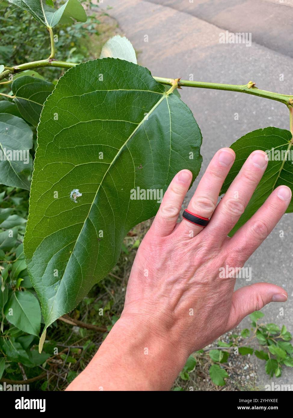 balsam poplar (Populus balsamifera Stock Photo - Alamy