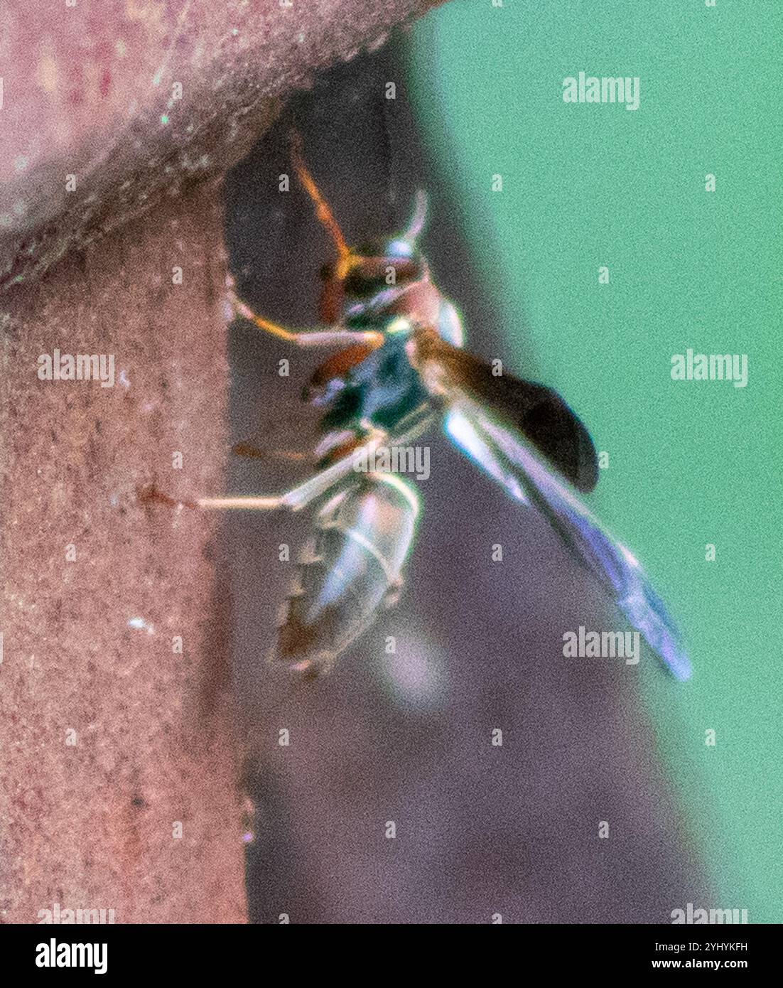 Northern Paper Wasp (Polistes fuscatus Stock Photo - Alamy