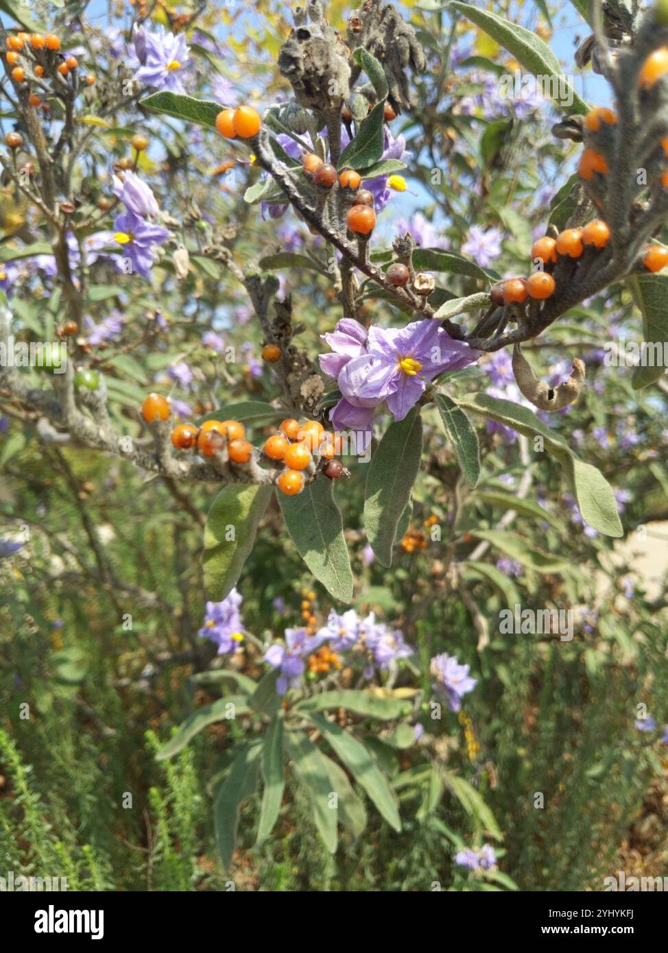 lanceleaf nightshade (Solanum lanceolatum Stock Photo - Alamy