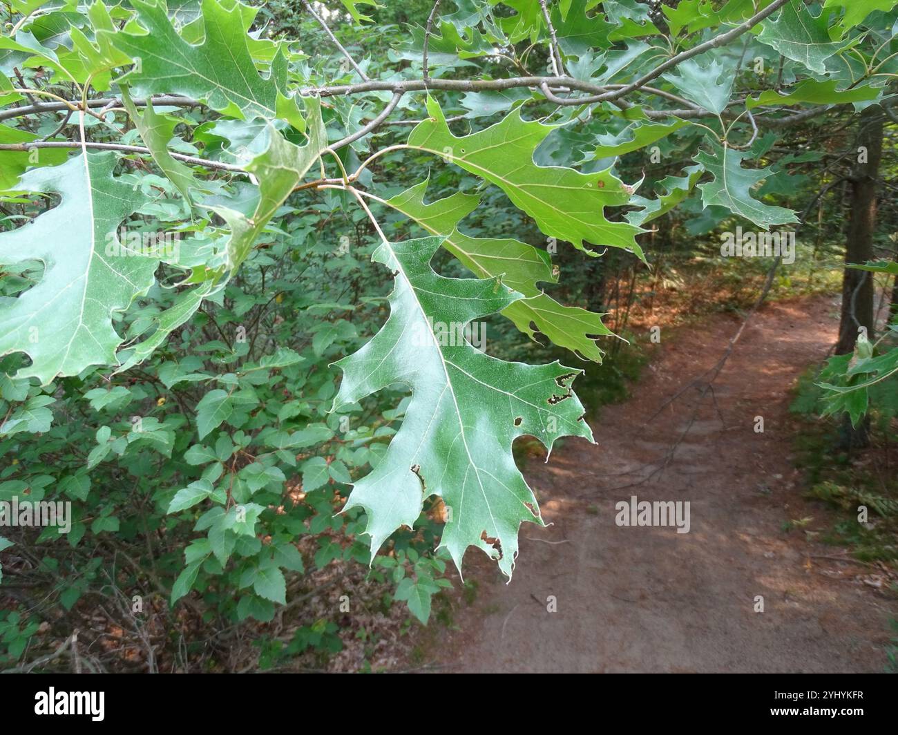 black oak (Quercus velutina Stock Photo - Alamy