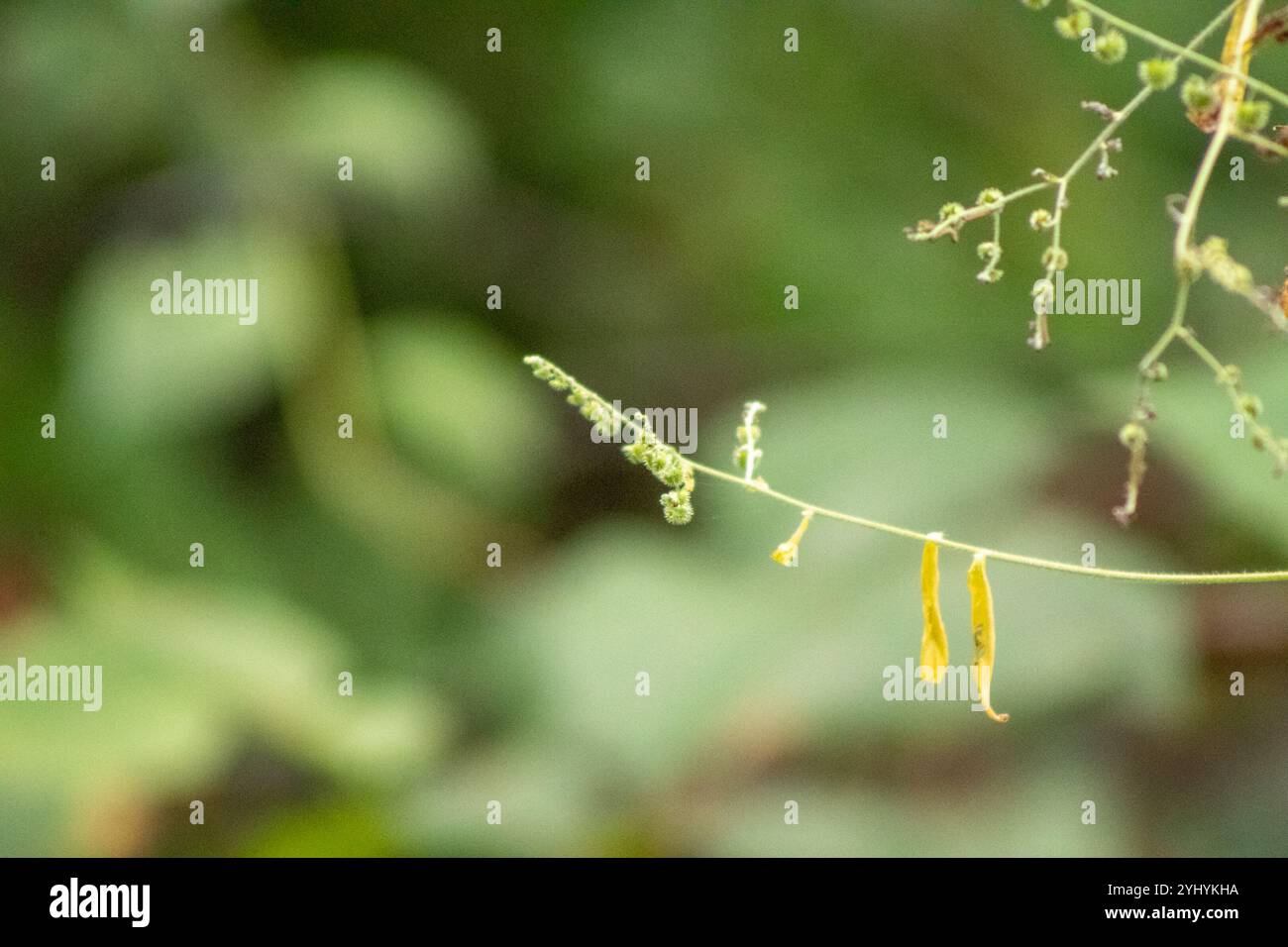 virginia stickseed (Hackelia virginiana Stock Photo - Alamy