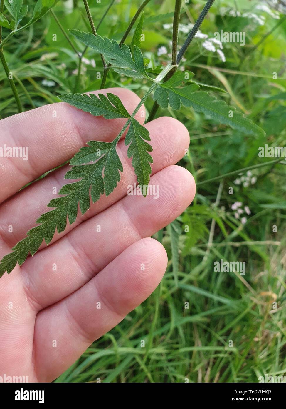 upright hedge-parsley (Torilis japonica Stock Photo - Alamy
