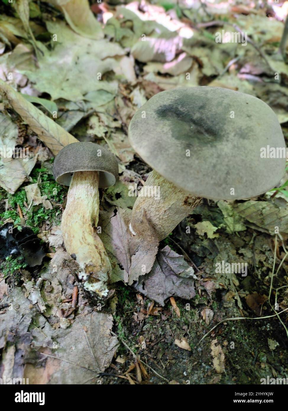 Grey Bolete (Retiboletus griseus Stock Photo - Alamy