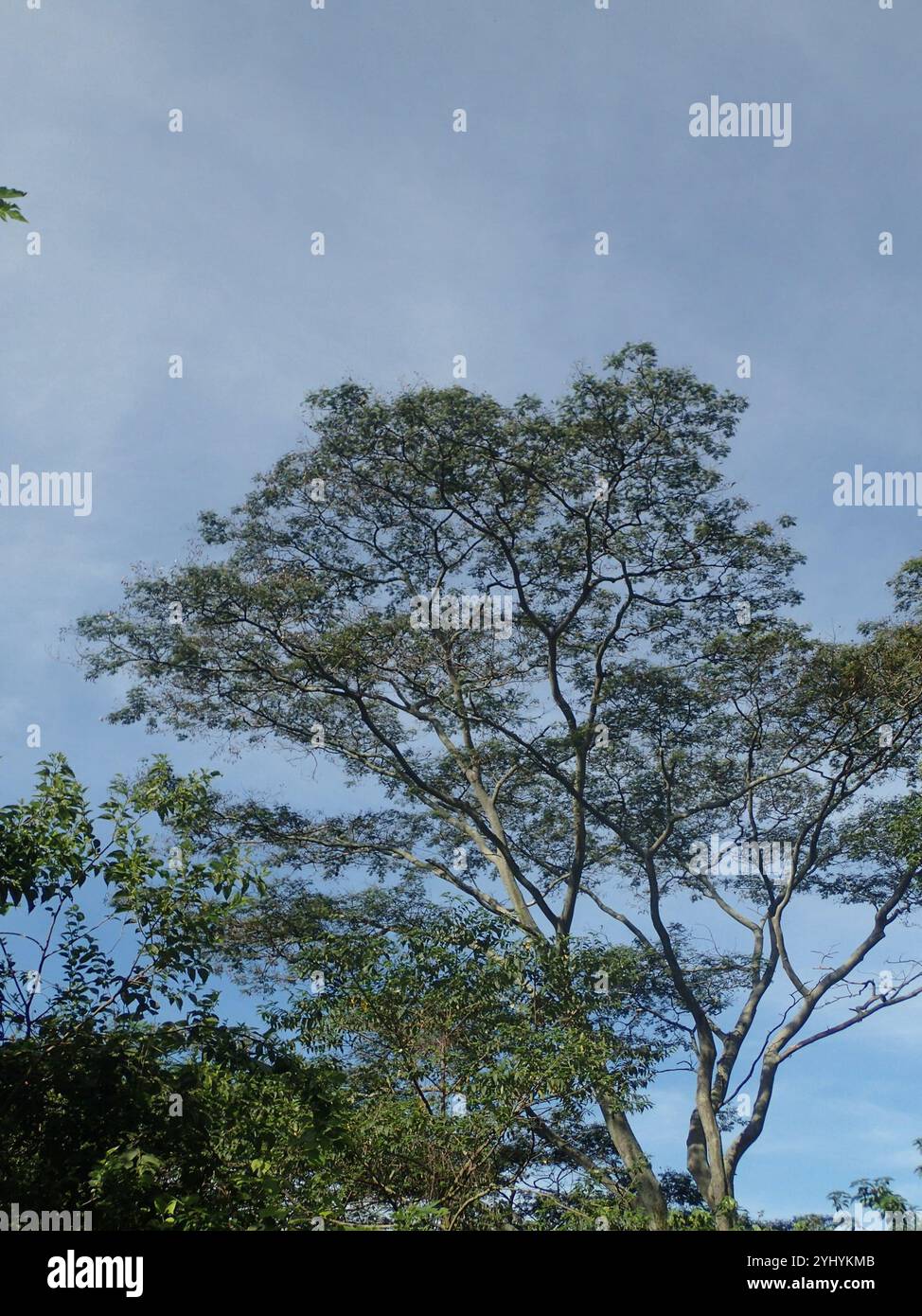 Molucca Albizia (Falcataria falcata Stock Photo - Alamy