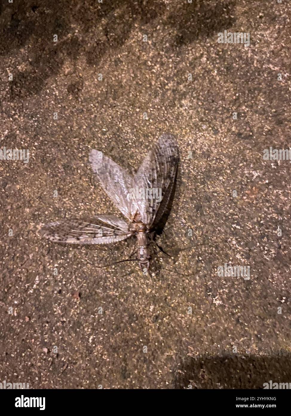 Eastern Dobsonfly (Corydalus cornutus Stock Photo - Alamy