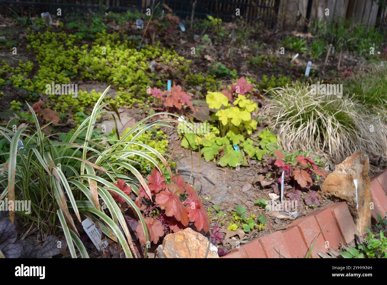 American alumroot (Heuchera americana Stock Photo - Alamy