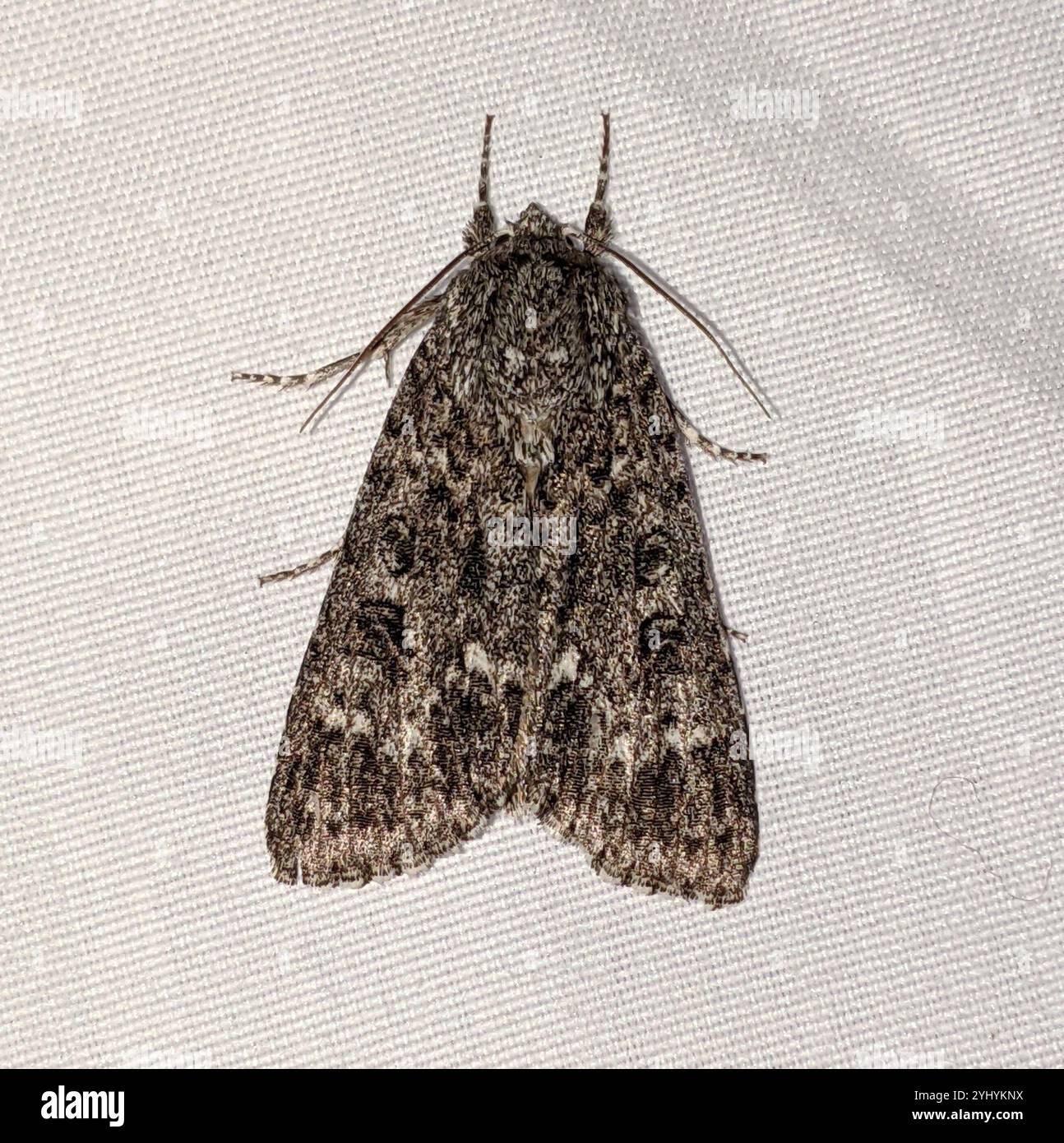 Powdered Dagger (Acronicta impleta Stock Photo - Alamy
