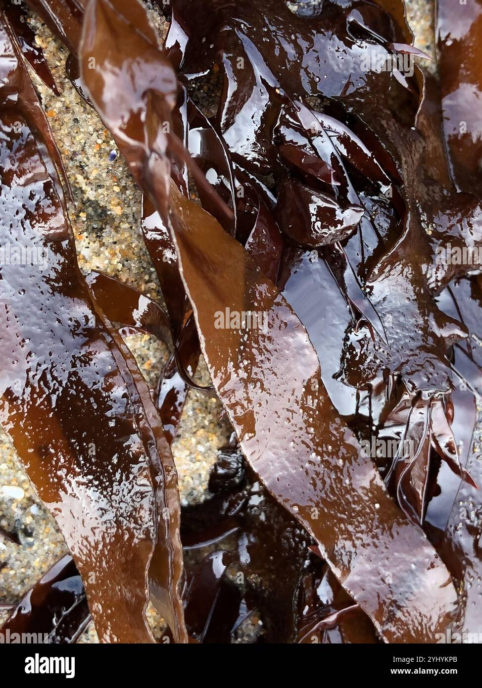 red algae (Rhodophyta Stock Photo - Alamy