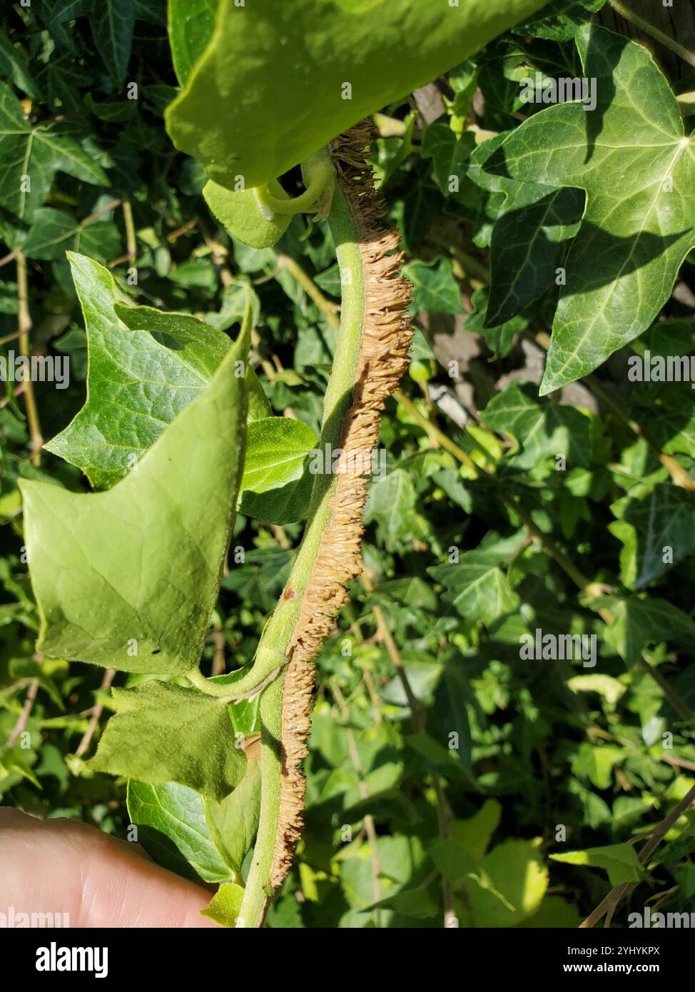 Atlantic Ivy (Hedera hibernica Stock Photo - Alamy