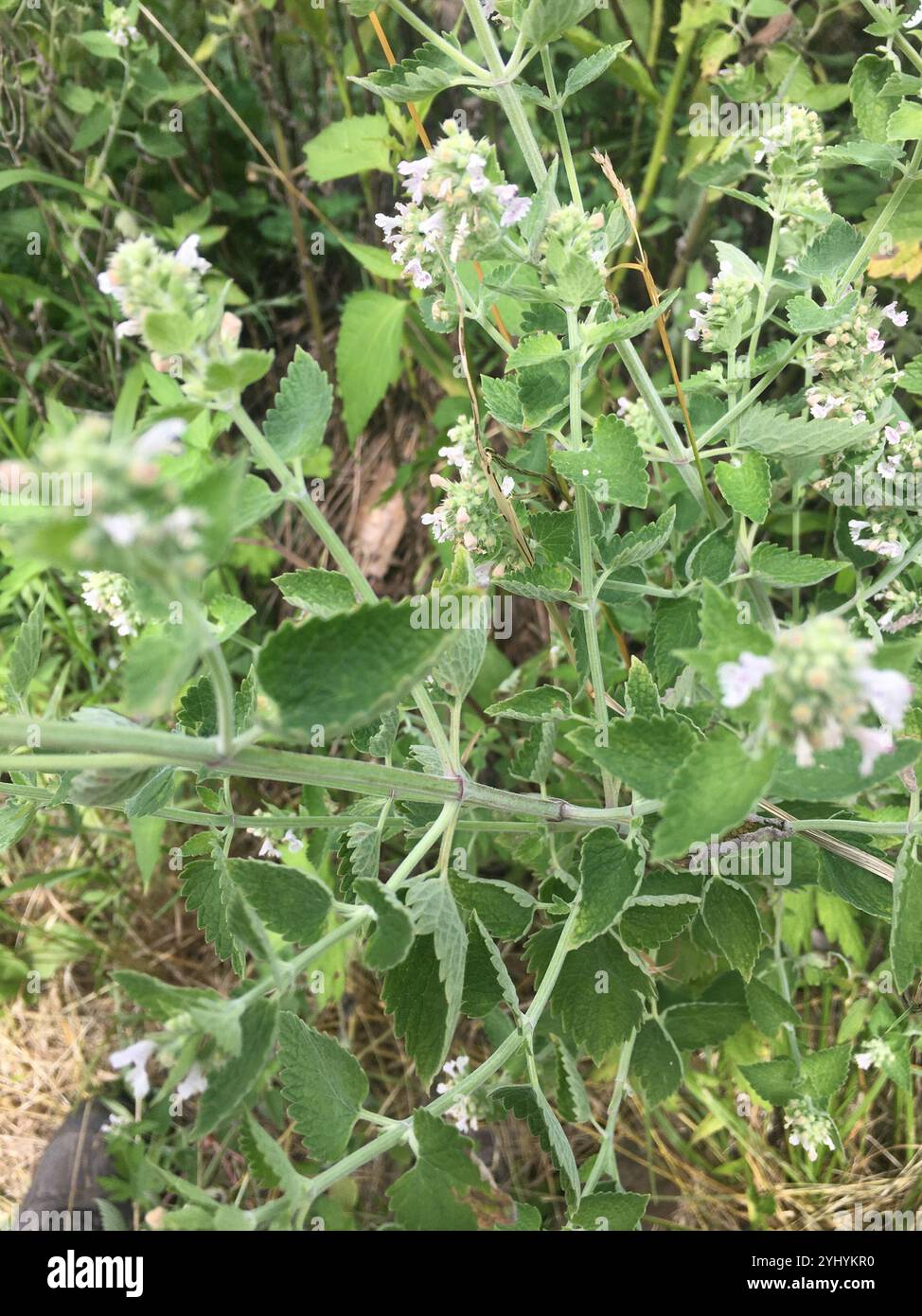 Catnip (Nepeta cataria Stock Photo - Alamy