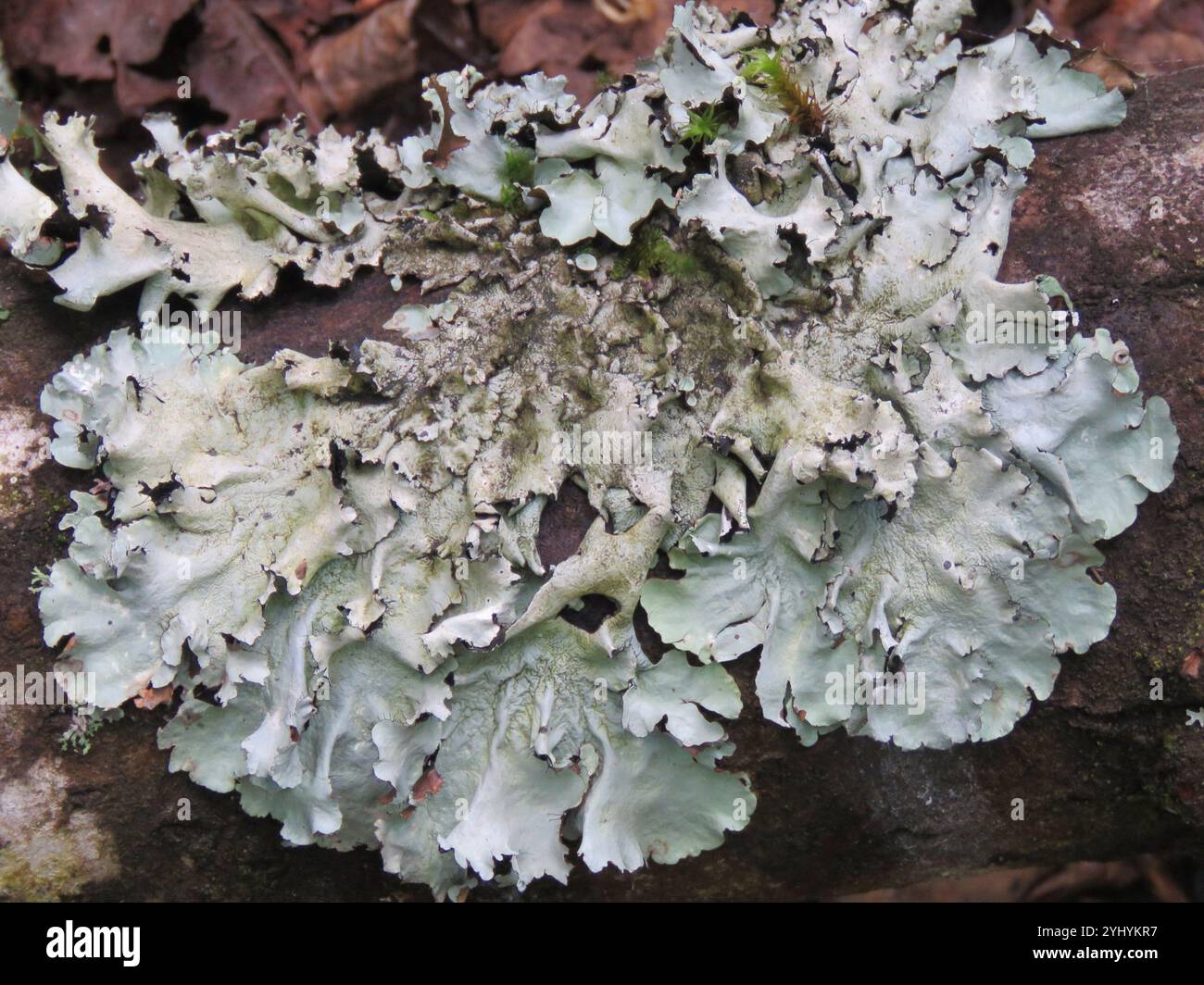 Ruffle Lichens (Parmotrema Stock Photo - Alamy
