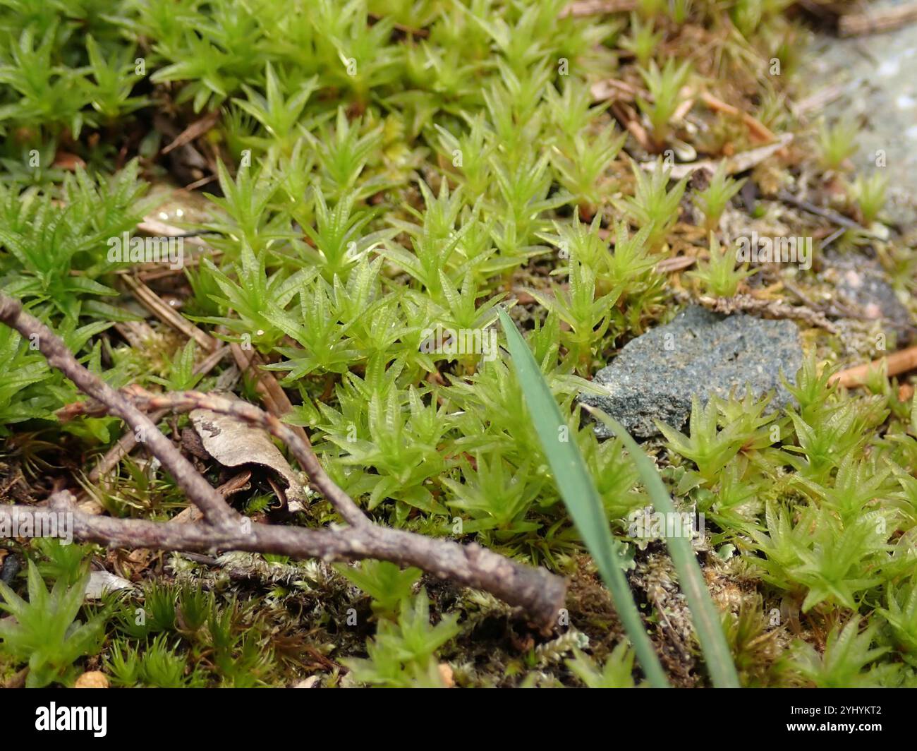 Catherine's moss (Atrichum undulatum Stock Photo - Alamy