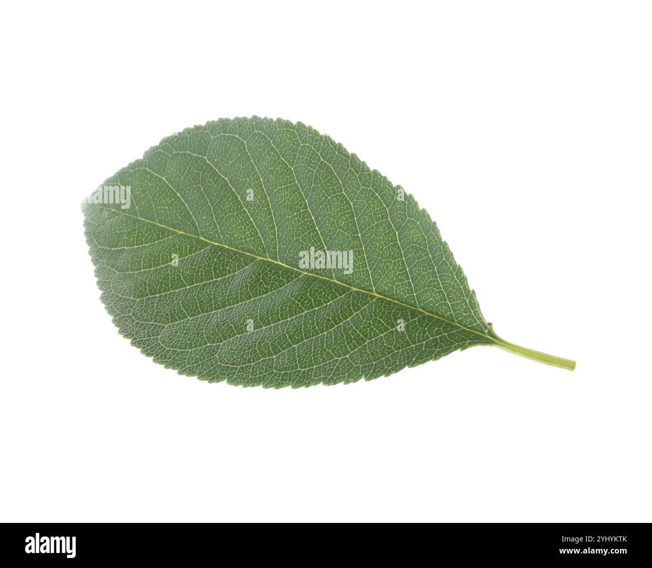 One fresh apple tree leaf isolated on white Stock Photo - Alamy