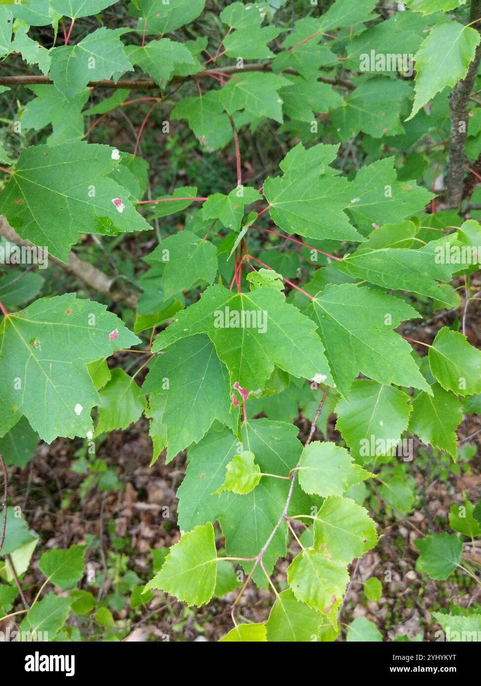 Aculus hi-res stock photography and images - Alamy