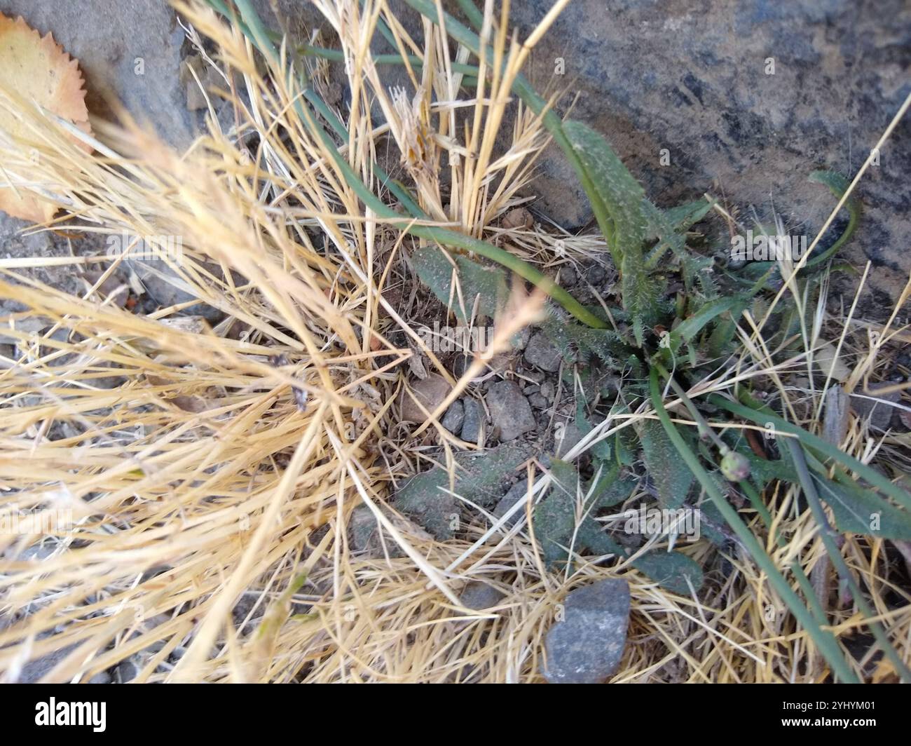 Common Cat's-ear (Hypochaeris radicata Stock Photo - Alamy