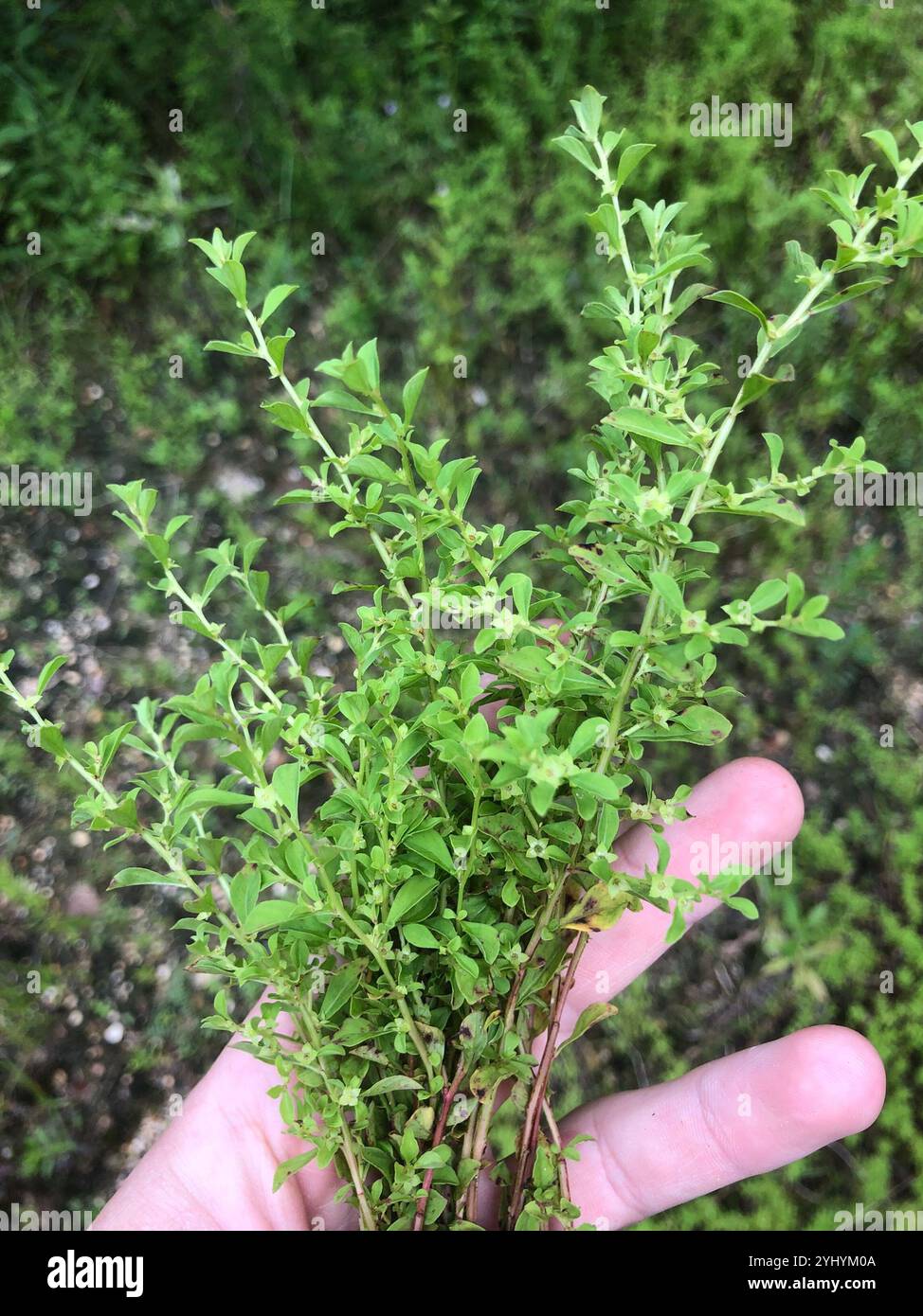 Smallfruit Primrose-Willow (Ludwigia microcarpa Stock Photo - Alamy