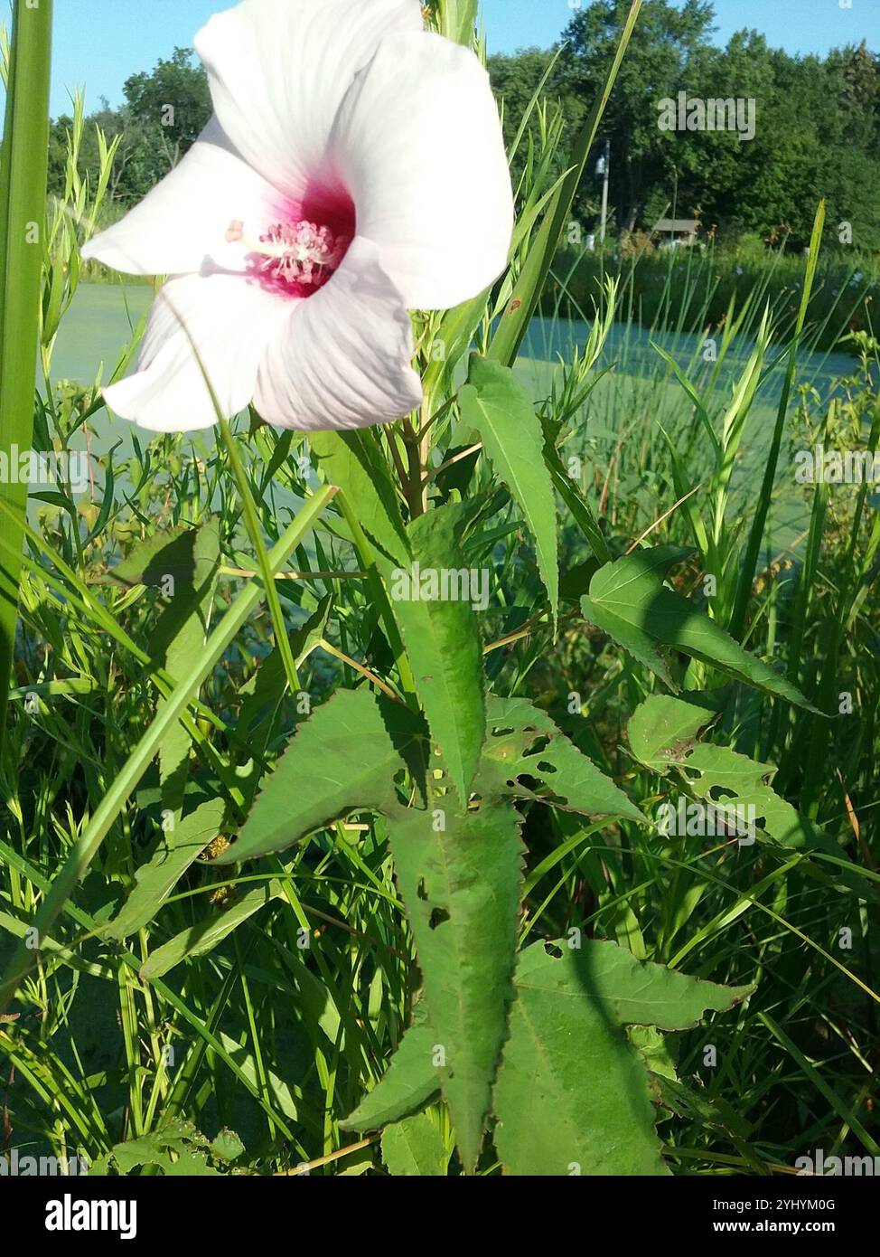 Halberd-leaf Rosemallow (Hibiscus laevis Stock Photo - Alamy