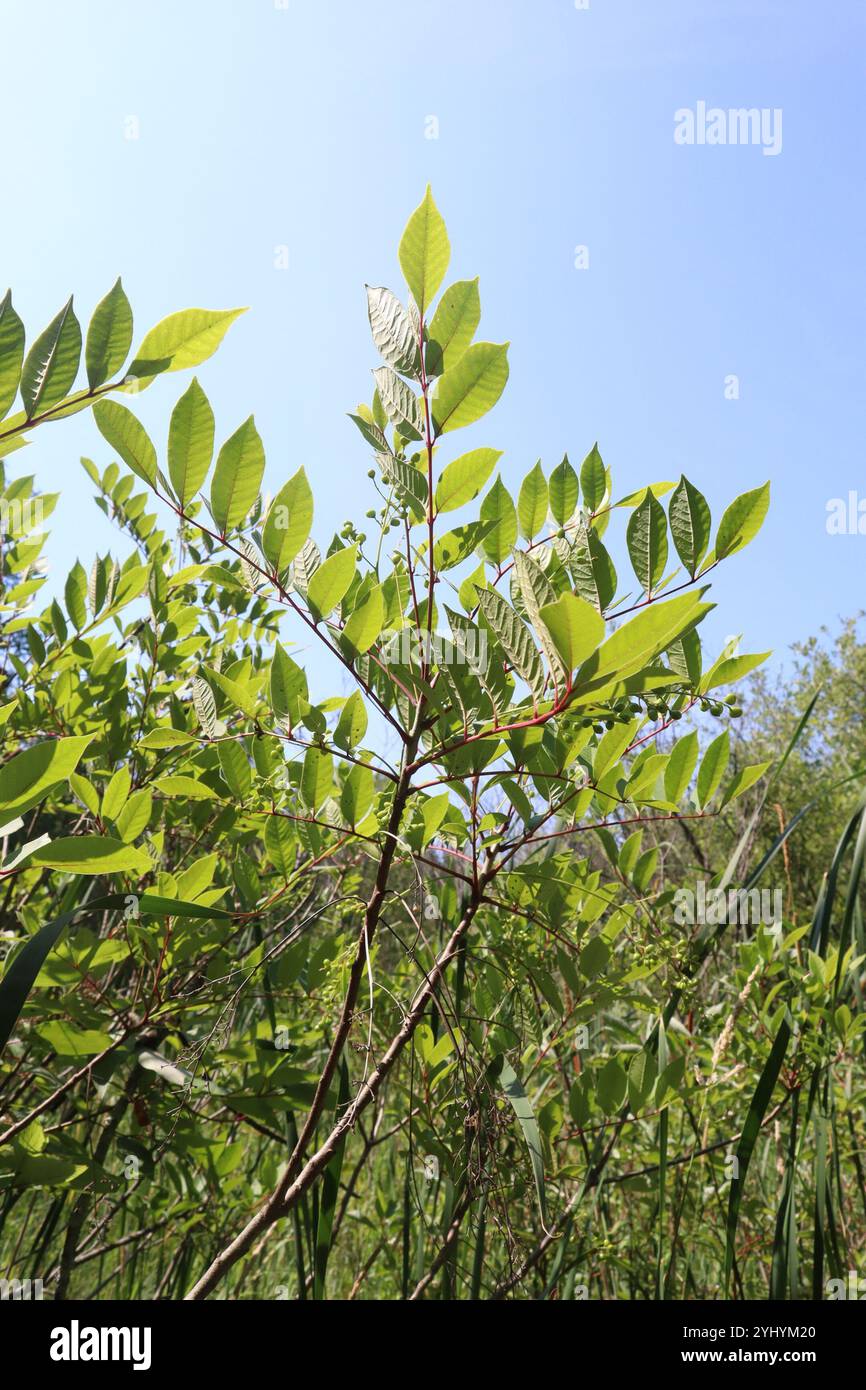 poison sumac (Toxicodendron vernix Stock Photo - Alamy