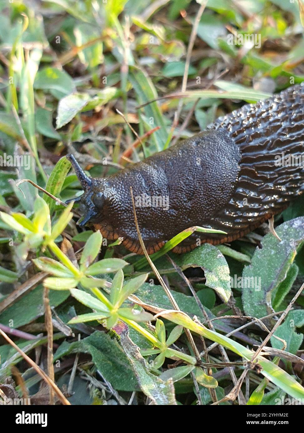 Spanish Slug (Arion vulgaris Stock Photo - Alamy