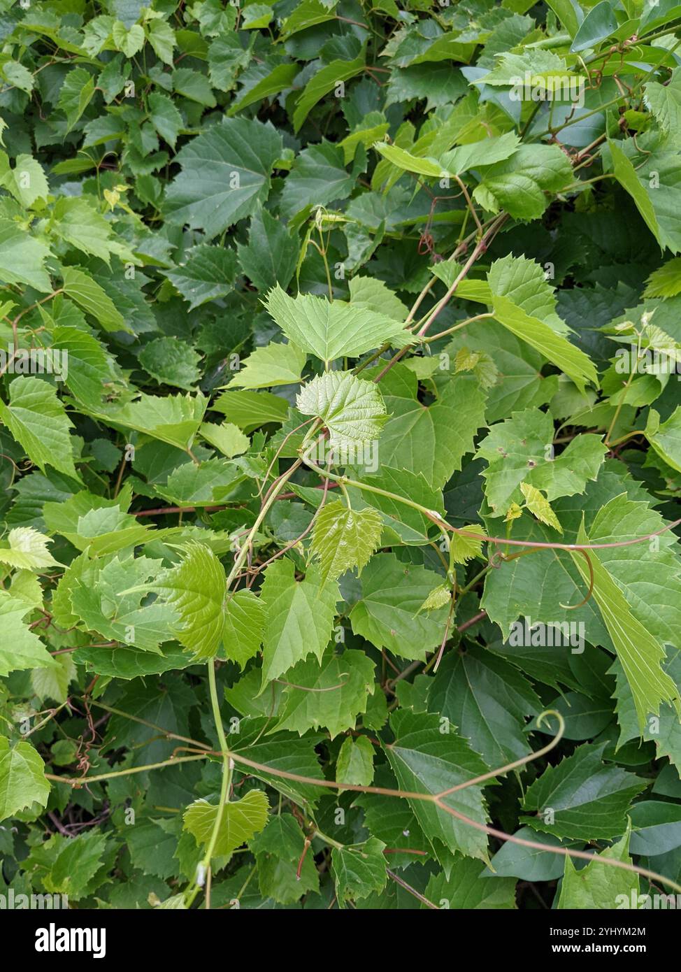 riverbank grape (Vitis riparia Stock Photo - Alamy