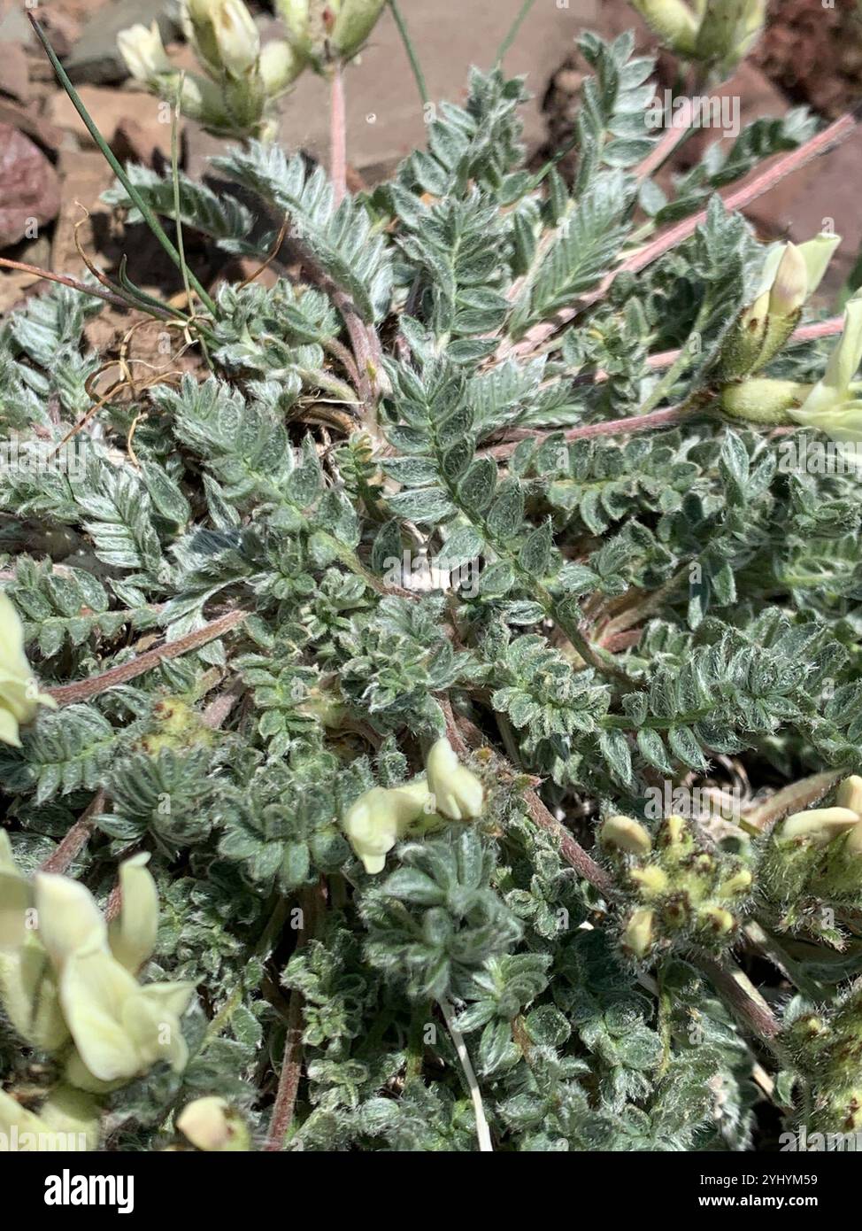 field locoweed (Oxytropis campestris Stock Photo - Alamy