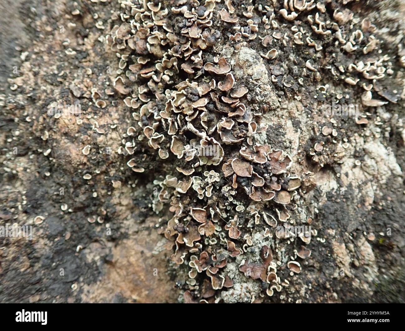 Fishscale Lichens (Psora Stock Photo - Alamy