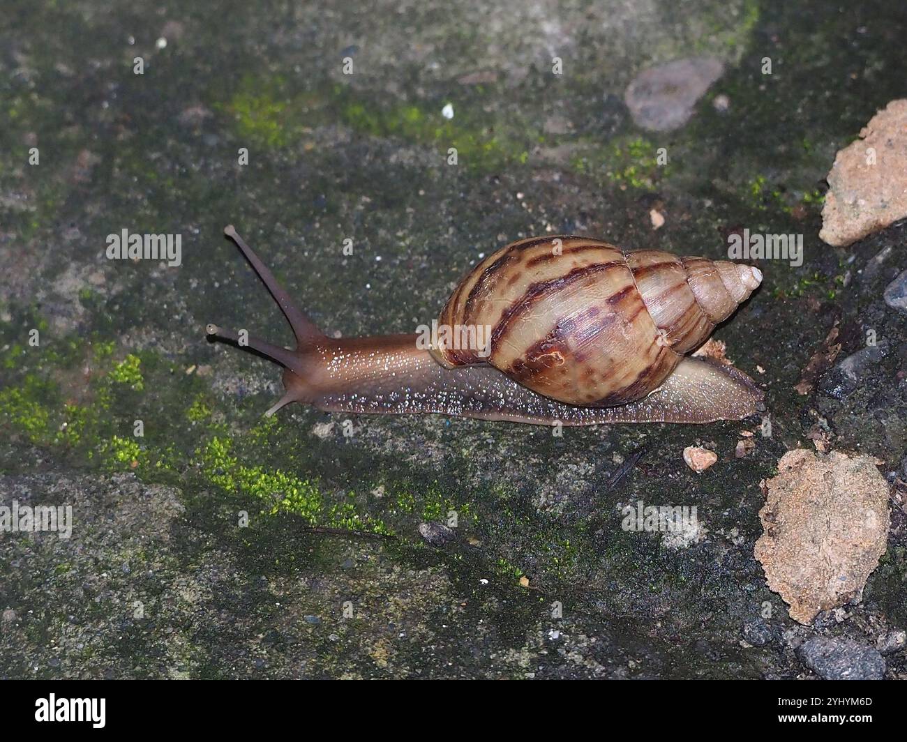 African Giant Snail (Lissachatina fulica Stock Photo - Alamy