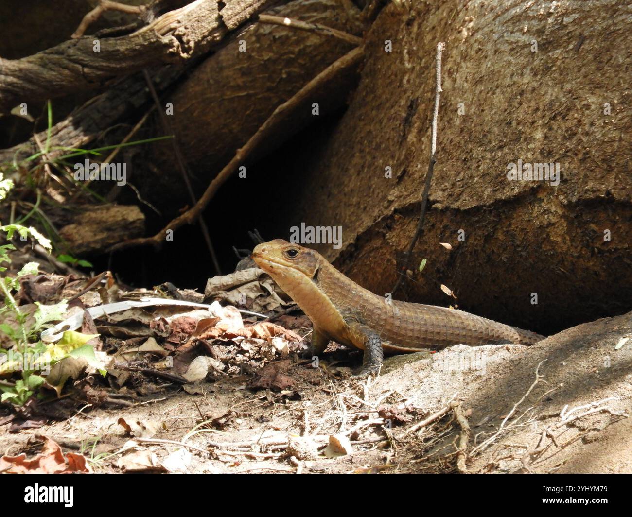 Rough-scaled Plated Lizard (Broadleysaurus major Stock Photo - Alamy