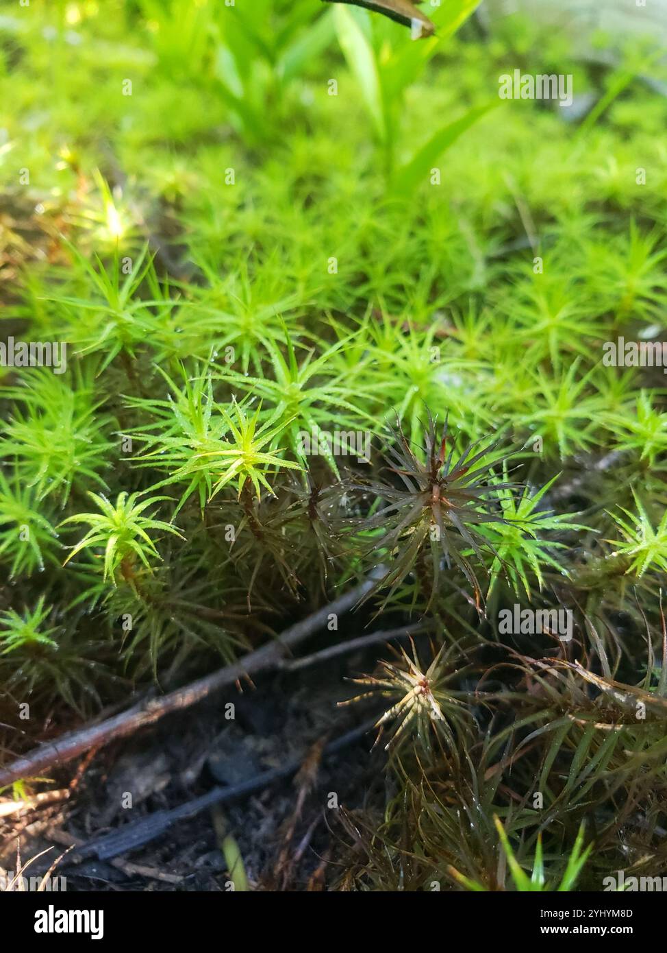 Common Haircap Moss (Polytrichum commune Stock Photo - Alamy