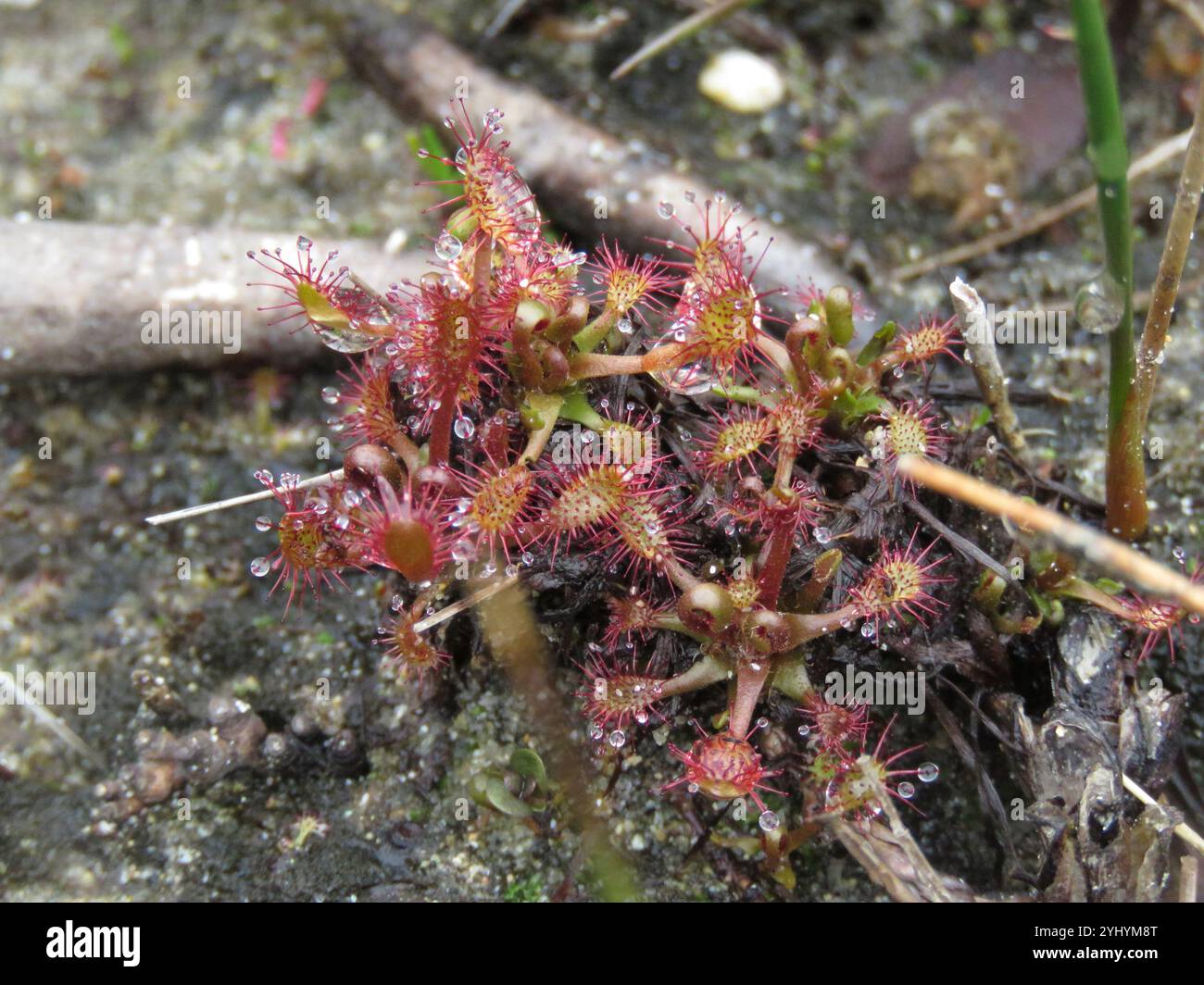 Great Sundew (Drosera anglica Stock Photo - Alamy