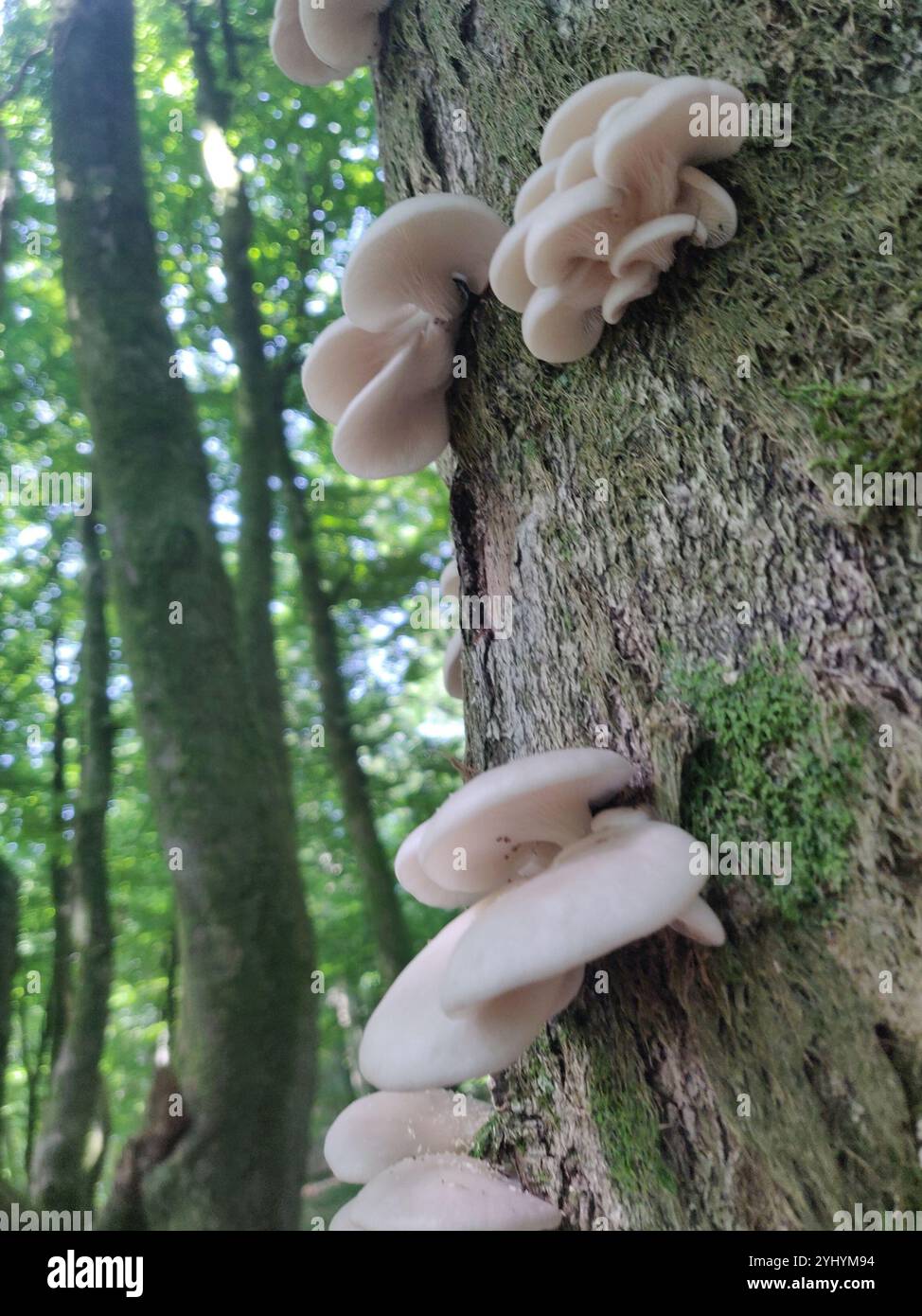 pale oyster (Pleurotus pulmonarius Stock Photo - Alamy