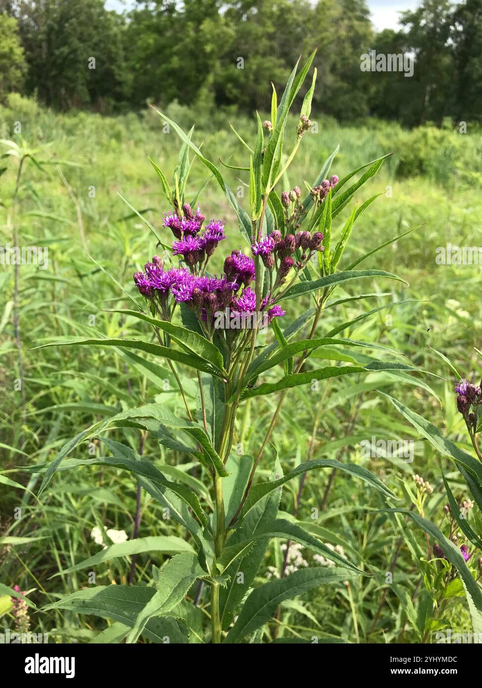Smooth Ironweed (Vernonia fasciculata Stock Photo - Alamy