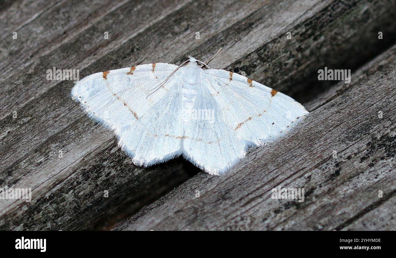 Lesser Maple Spanworm Moth (Macaria pustularia Stock Photo - Alamy