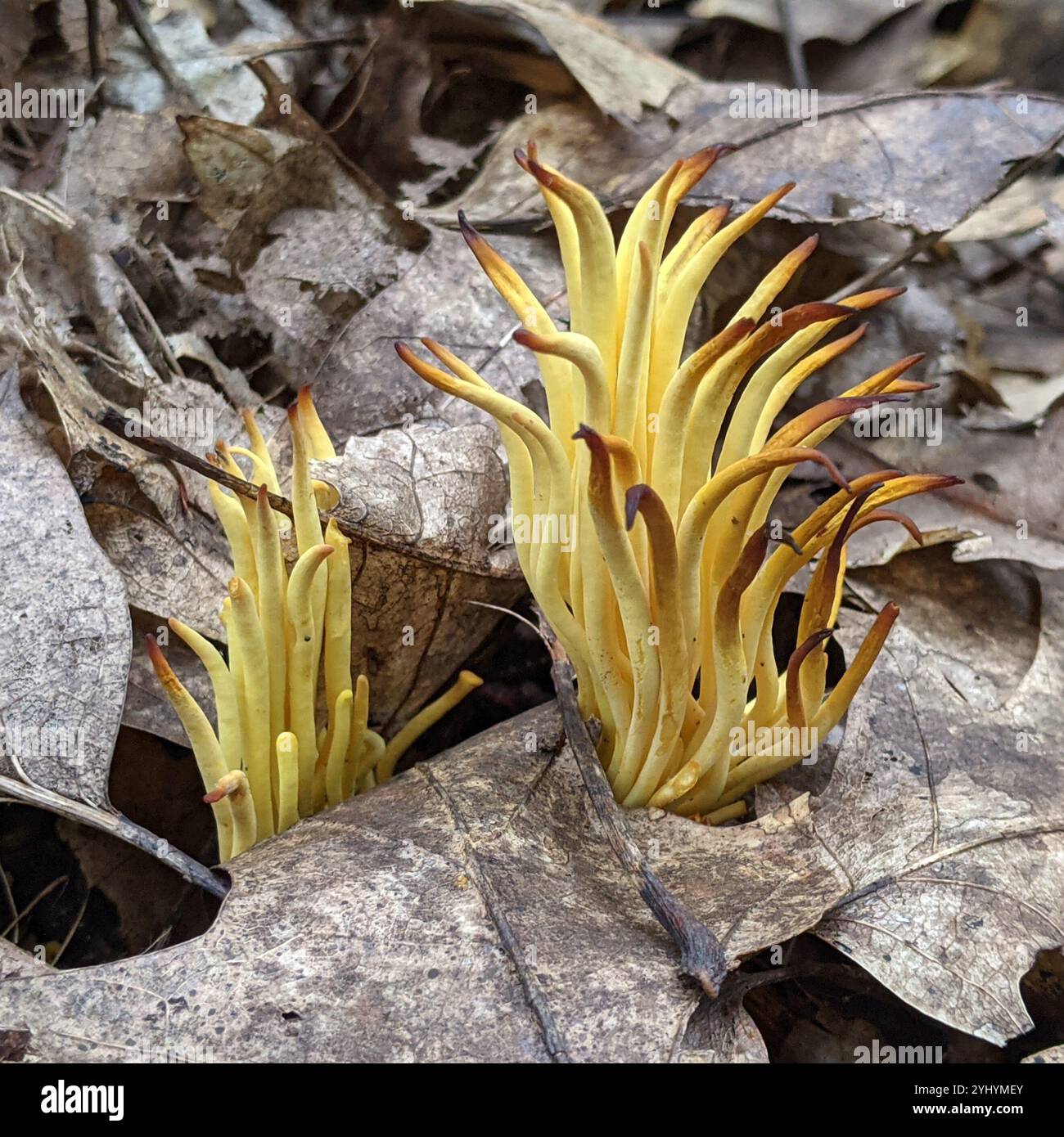 Golden Spindles (Clavulinopsis fusiformis Stock Photo - Alamy