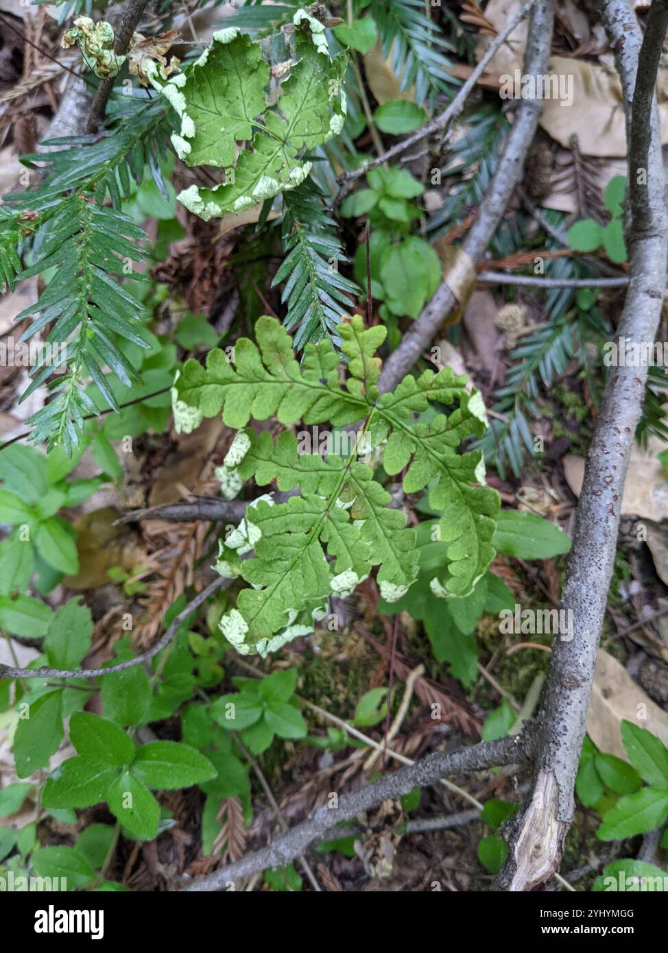 Goldback fern hi-res stock photography and images - Alamy