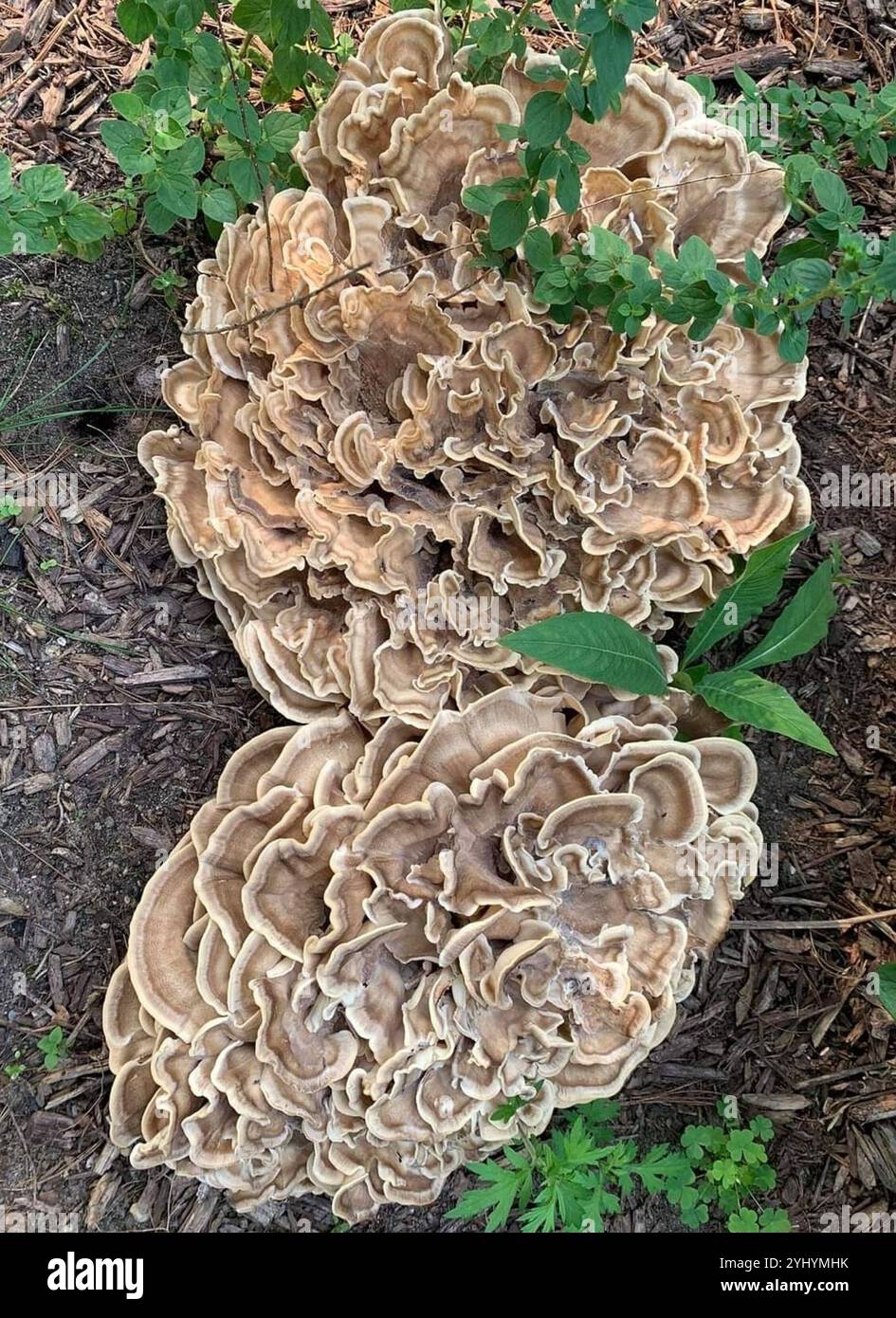 shelf fungi (Polyporales Stock Photo - Alamy