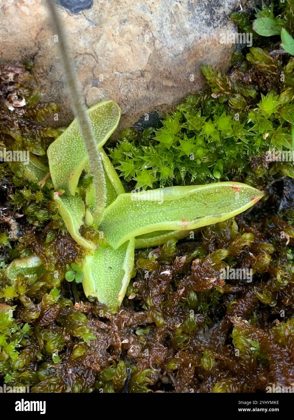 Common Butterwort (Pinguicula vulgaris Stock Photo - Alamy