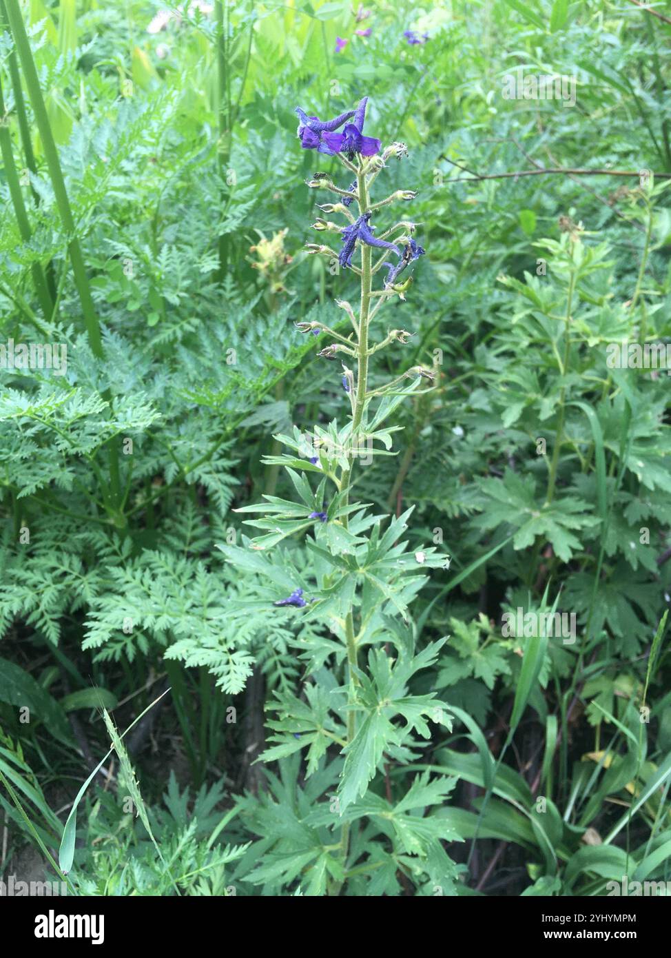 Subalpine Larkspur (Delphinium barbeyi Stock Photo - Alamy