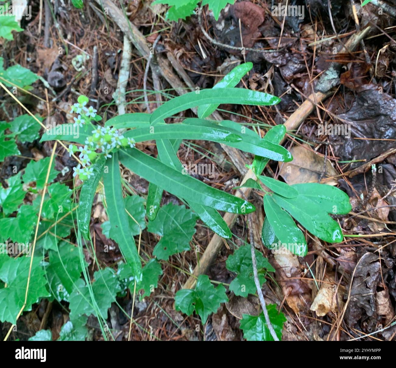 False Flowering Spurge (Euphorbia pubentissima Stock Photo - Alamy