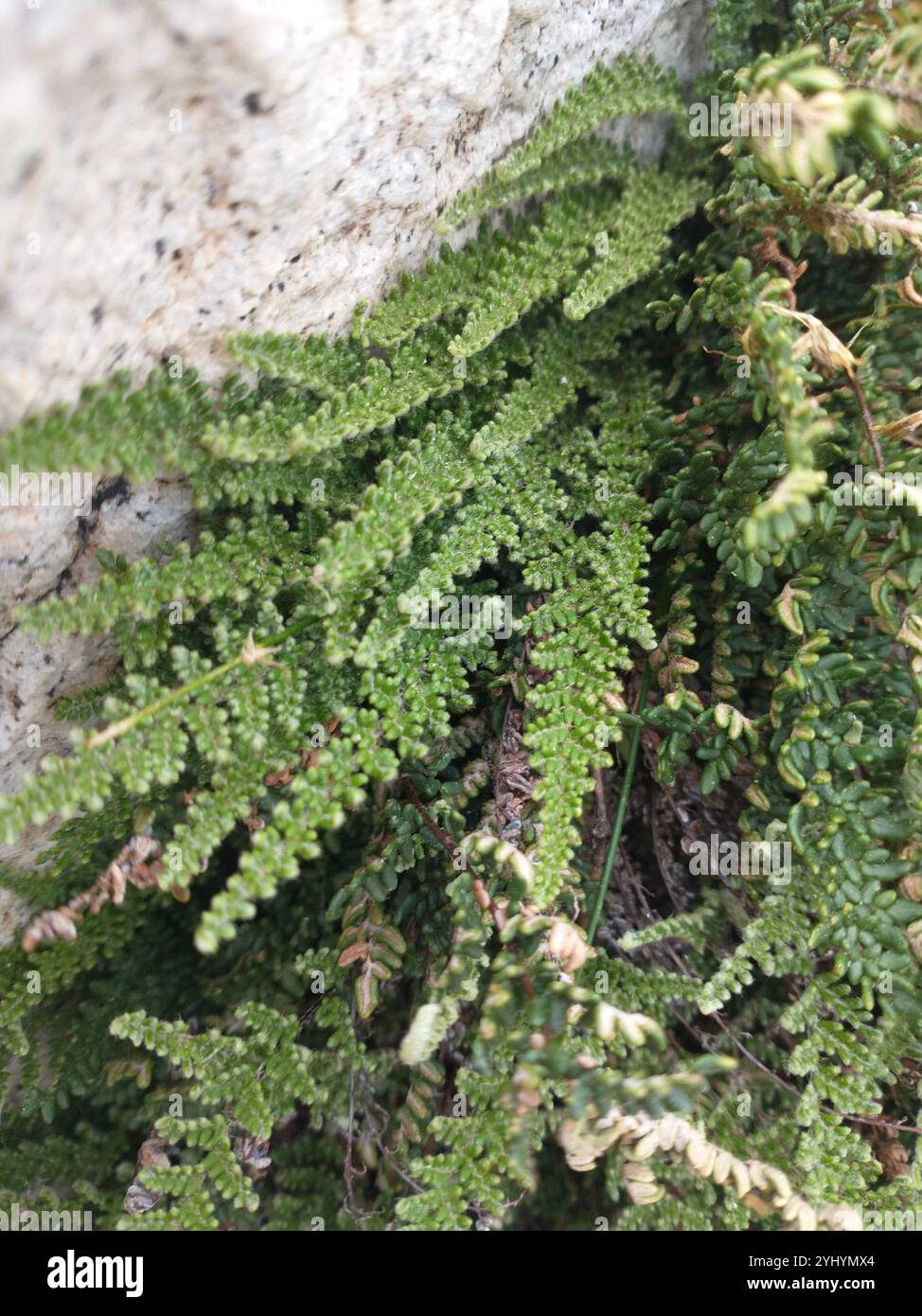 Lace lip fern hi-res stock photography and images - Alamy