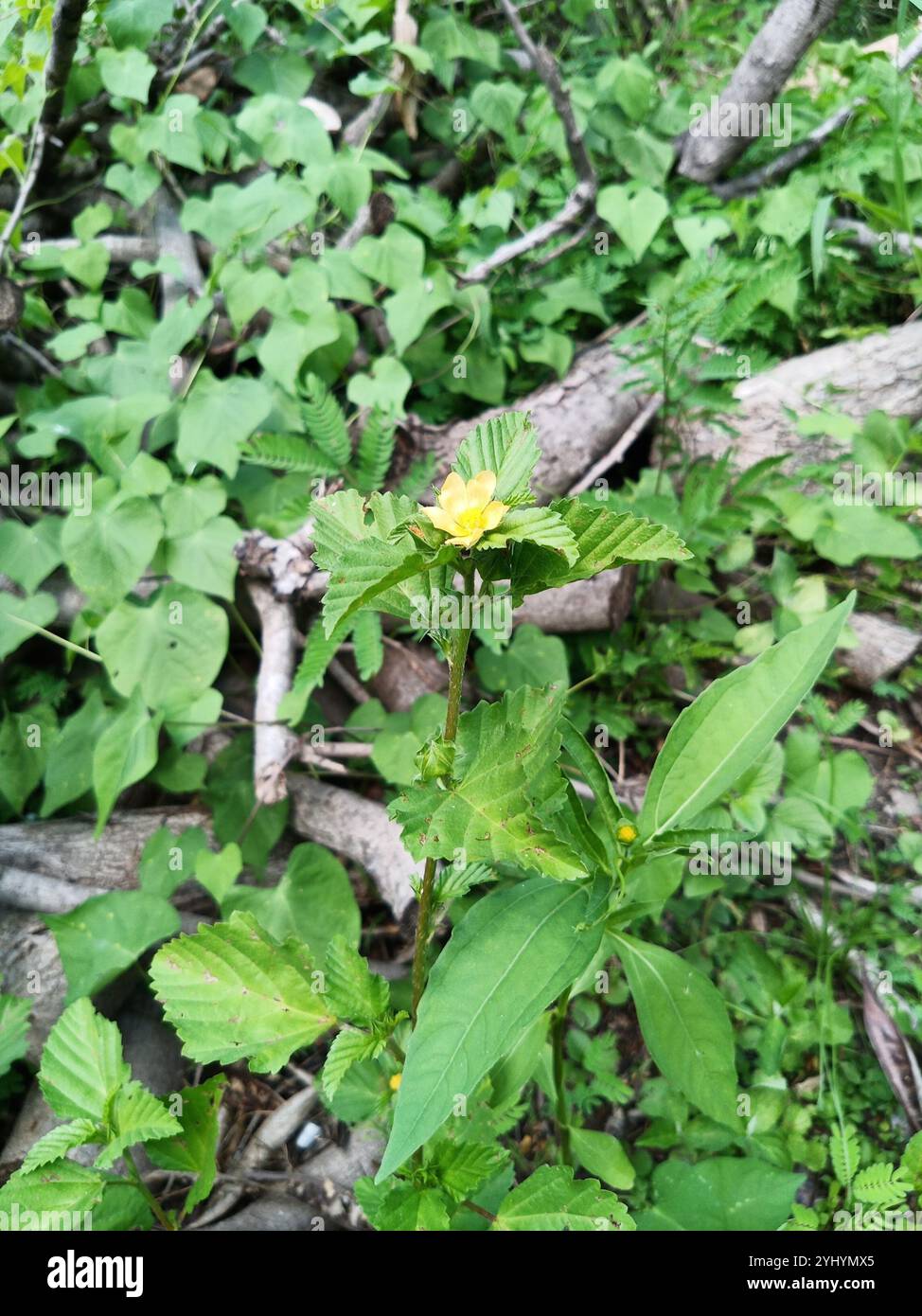 three-lobe false mallow (Malvastrum coromandelianum Stock Photo - Alamy