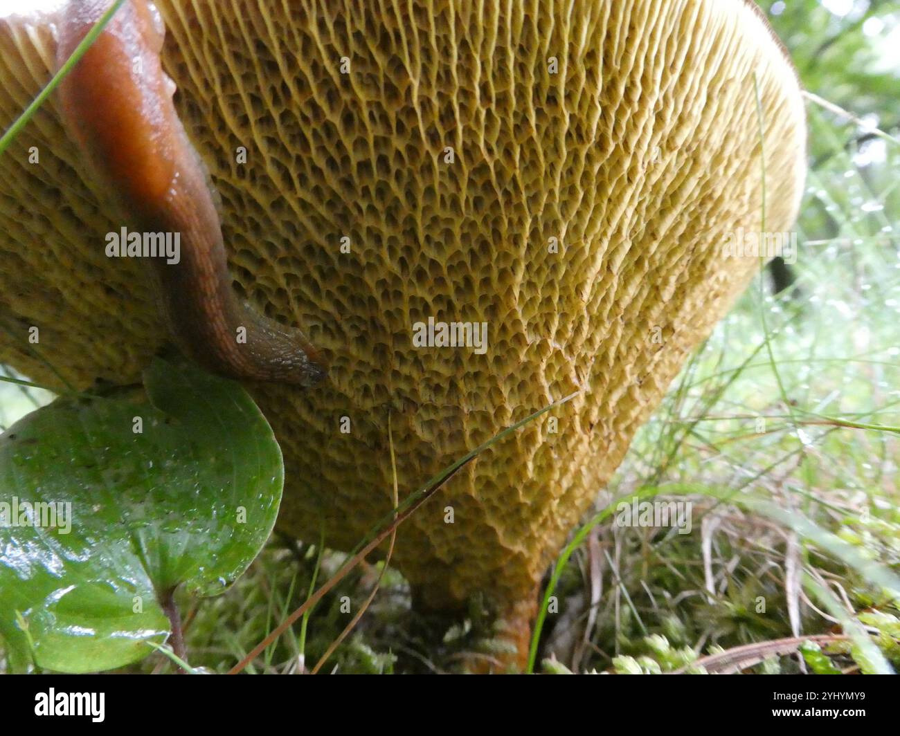 ash-tree bolete (Boletinellus merulioides Stock Photo - Alamy