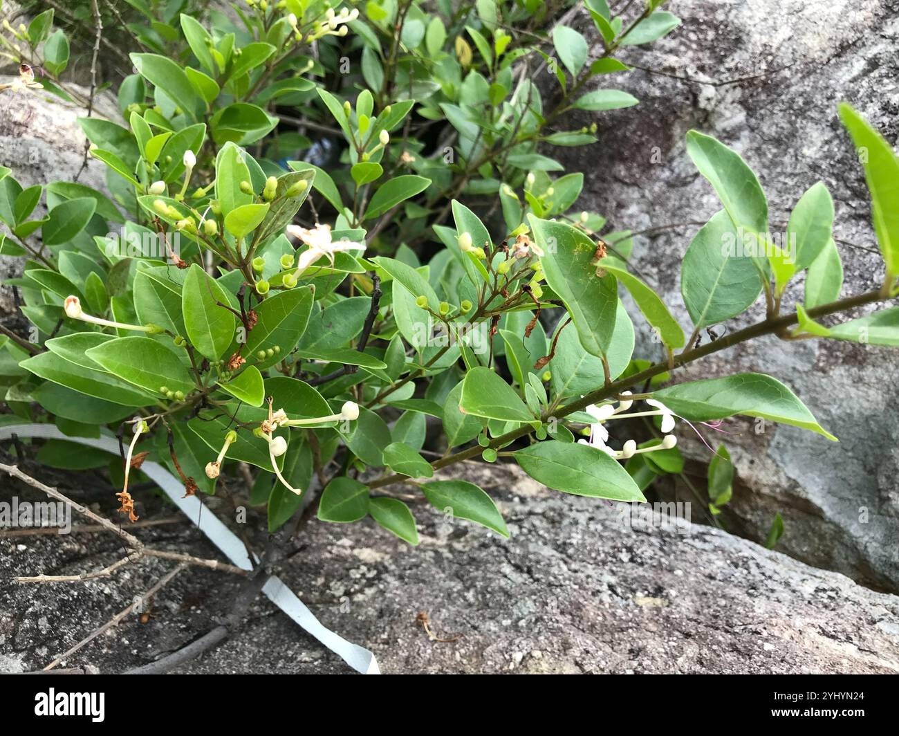 scrambling clerodendrum (Volkameria inermis Stock Photo - Alamy