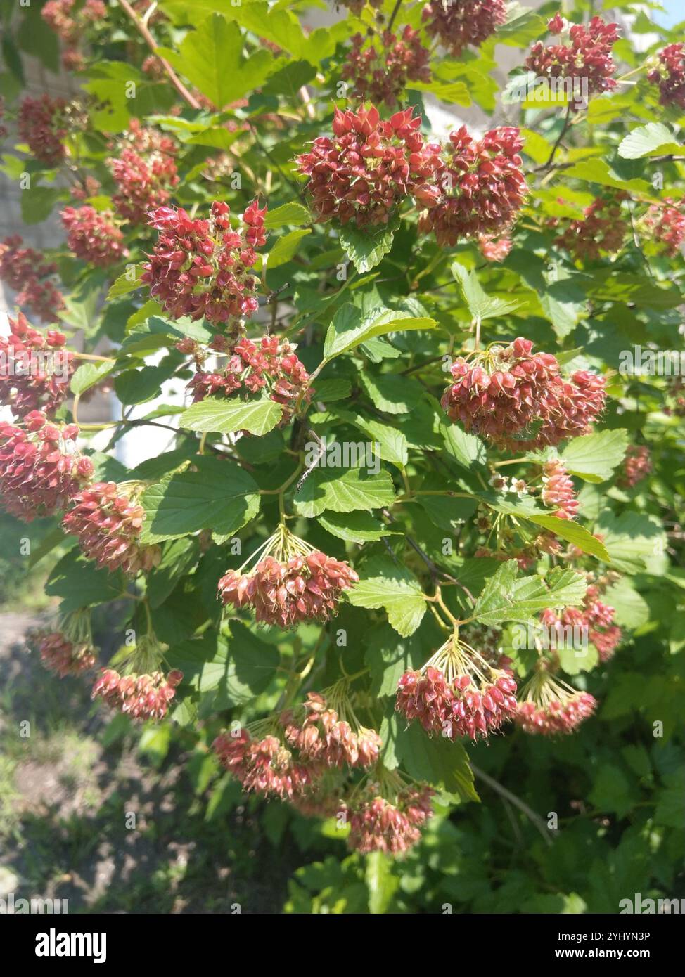 common ninebark (Physocarpus opulifolius Stock Photo - Alamy