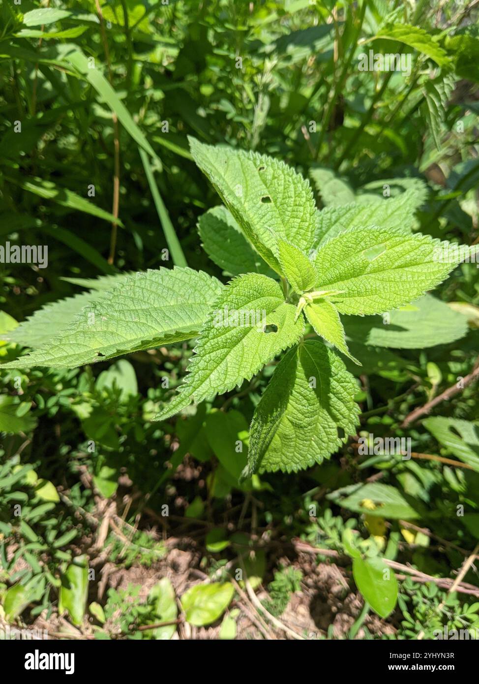 false nettles and allies (Boehmeria Stock Photo - Alamy