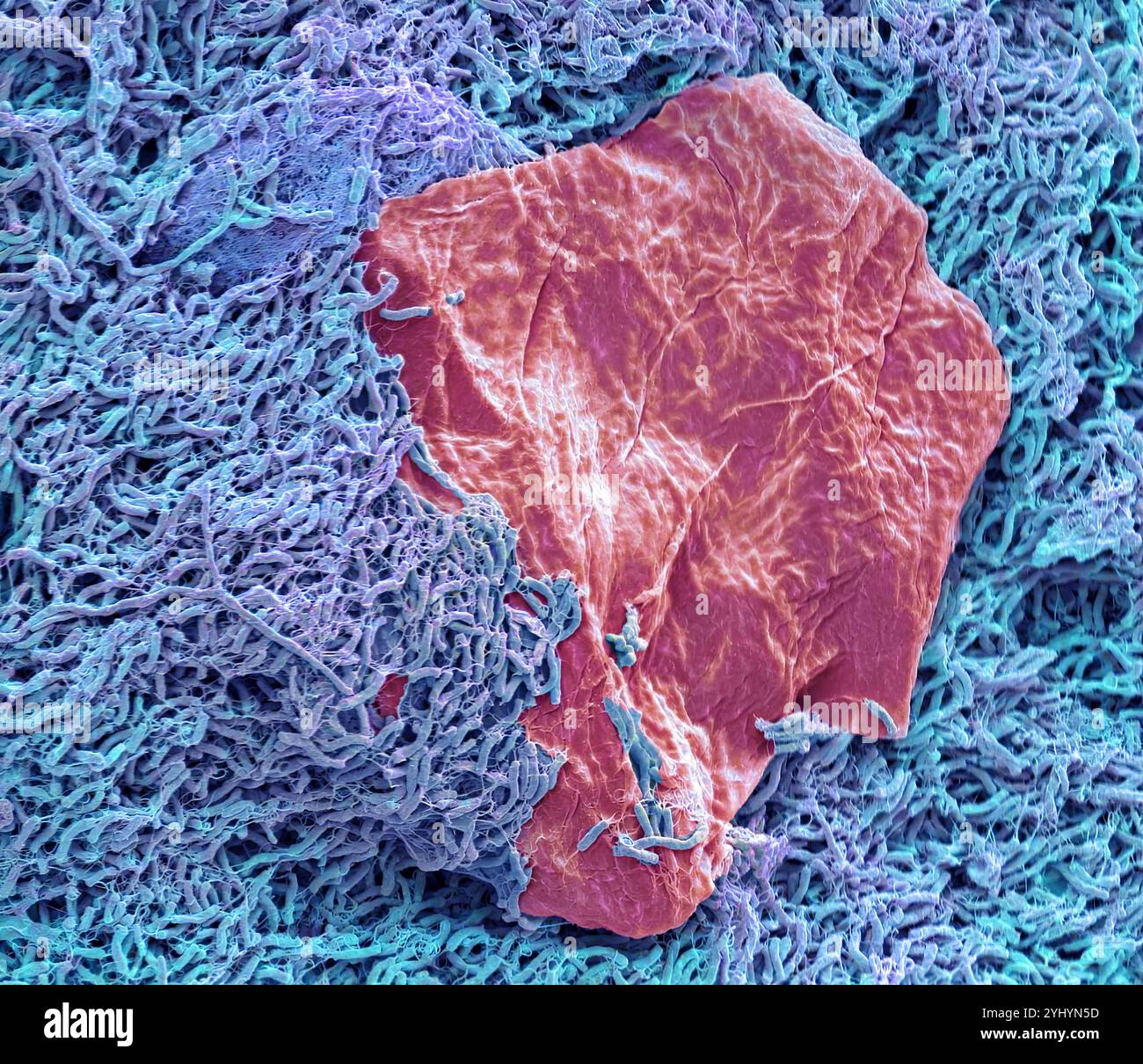 Shower waste biofilm. Coloured scanning electron micrograph (SEM) of ...