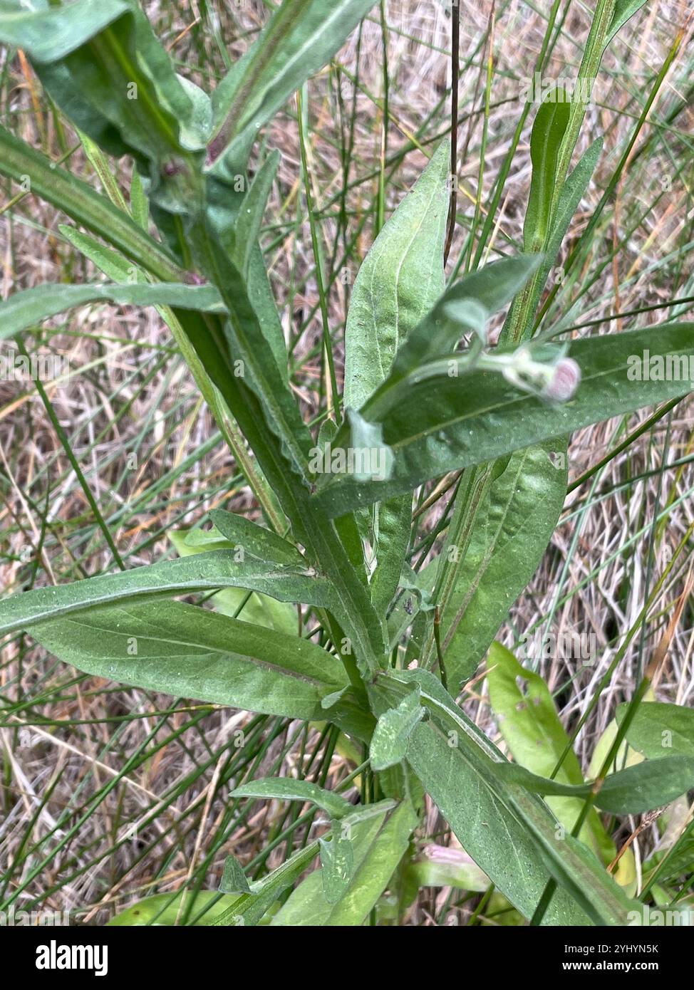 Rosilla hi-res stock photography and images - Alamy